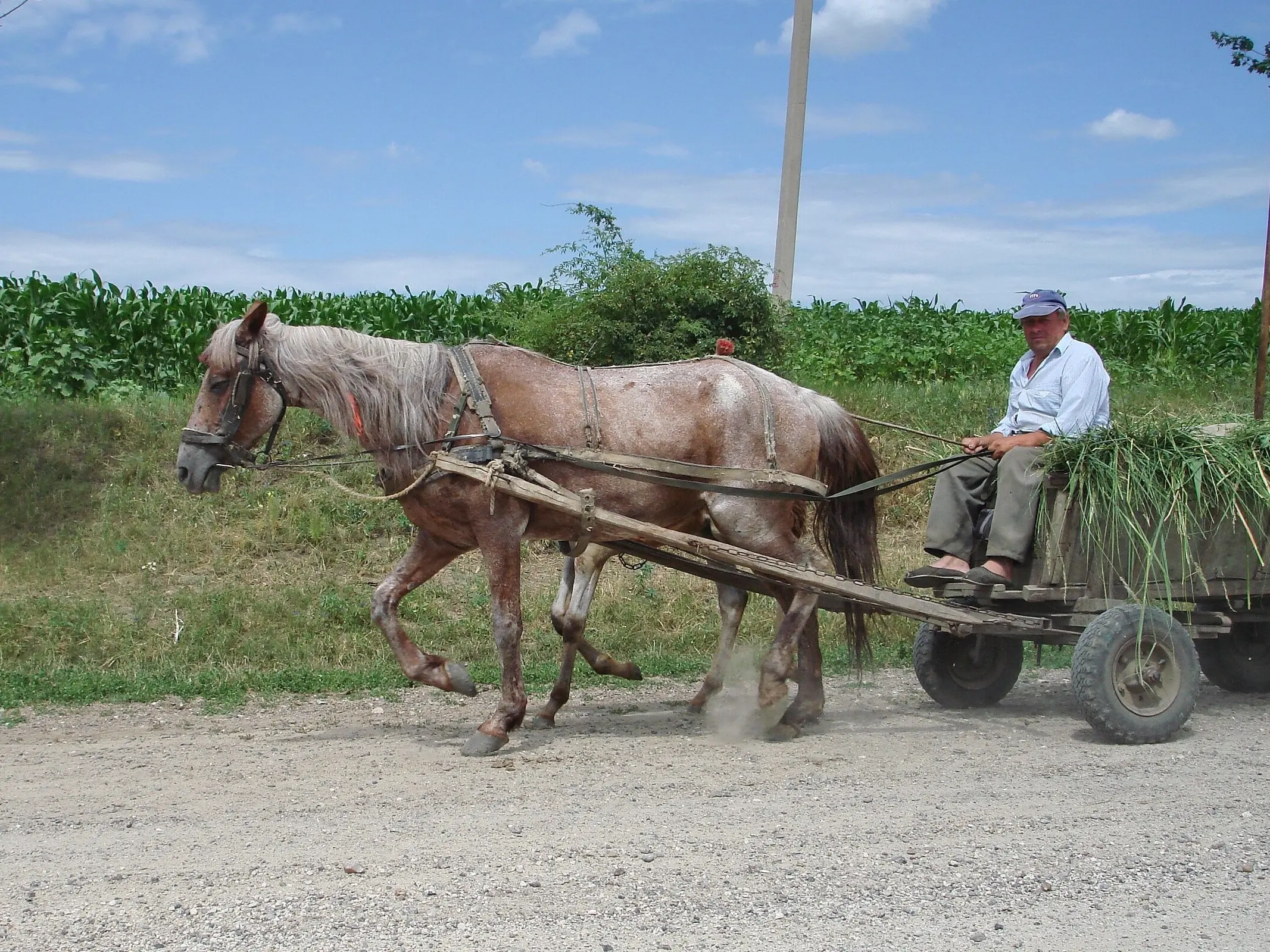 Local Moldavian Horse - Horse Breeds