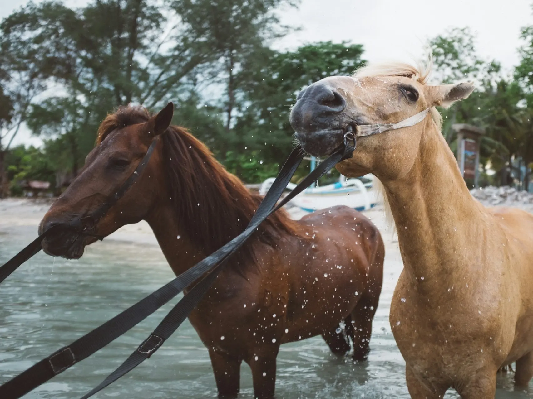 Lombok Pony - Horse Breeds