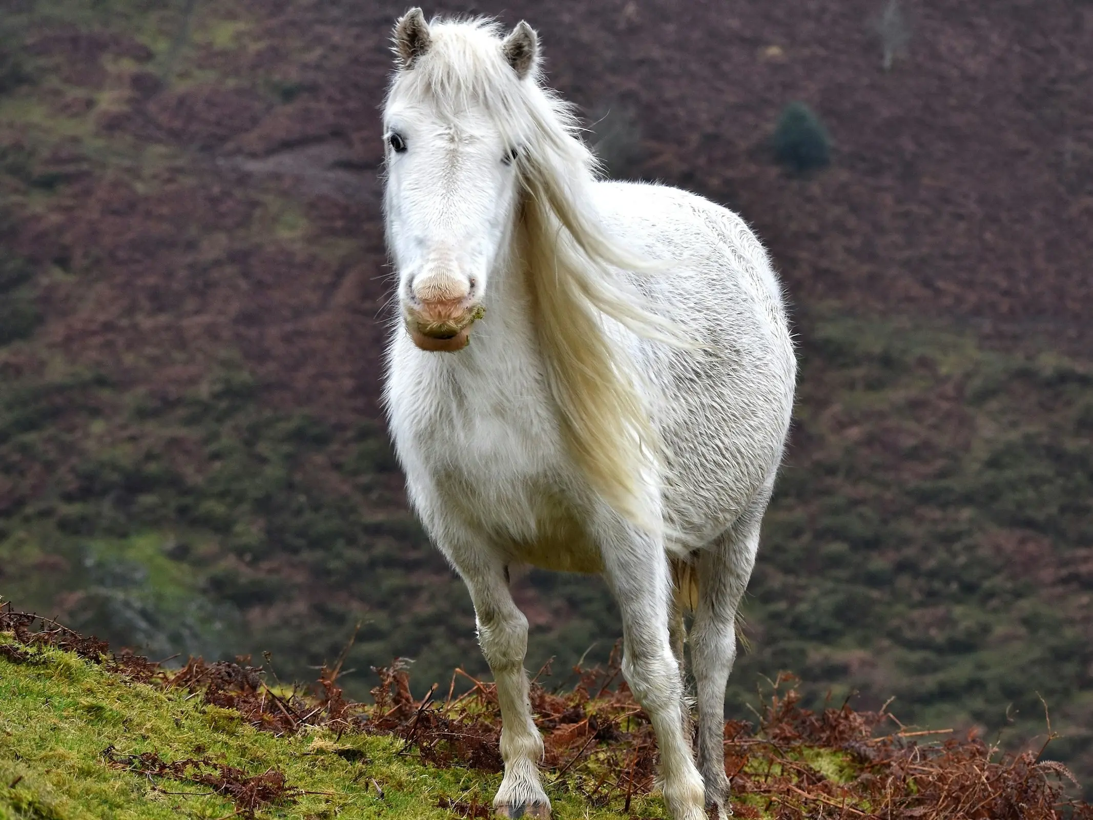 Long Mynd Pony - Horse Breeds