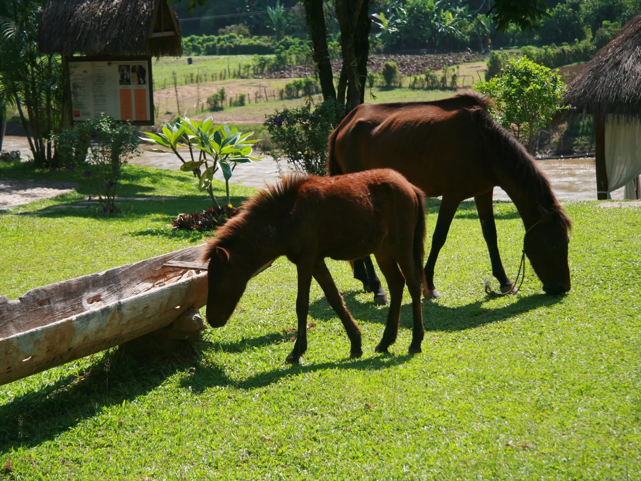 Ma Pony - Horse Breeds
