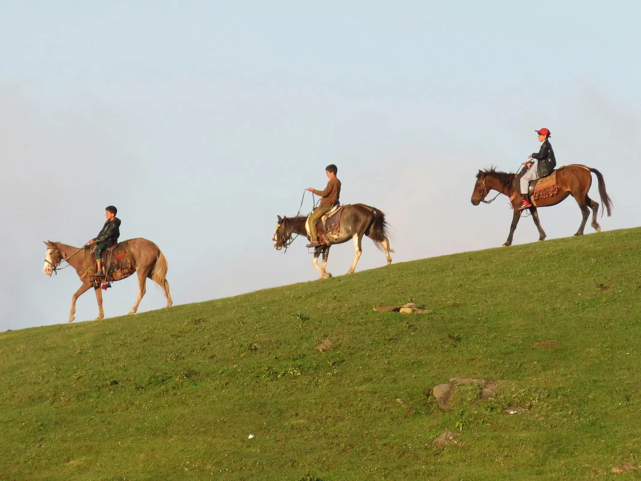 Makra Horse - Horse Breeds