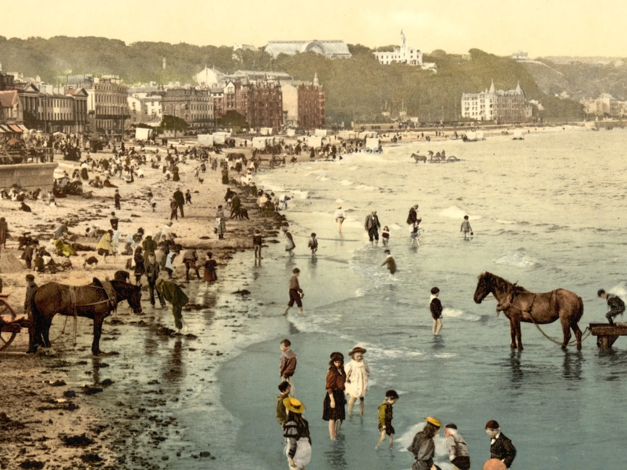 Manx Pony - Horse Breeds