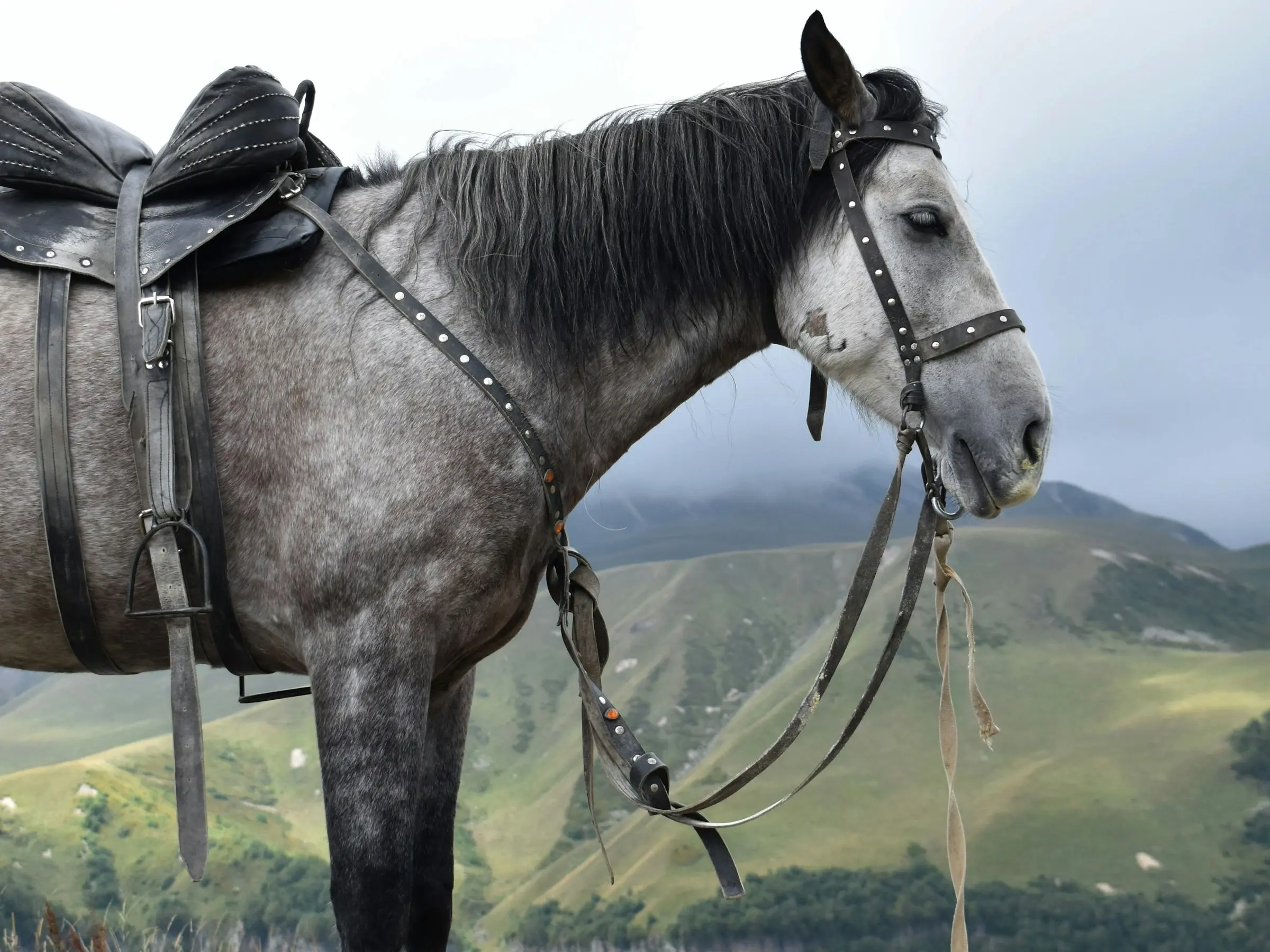 Megrel Horse - Horse Breeds