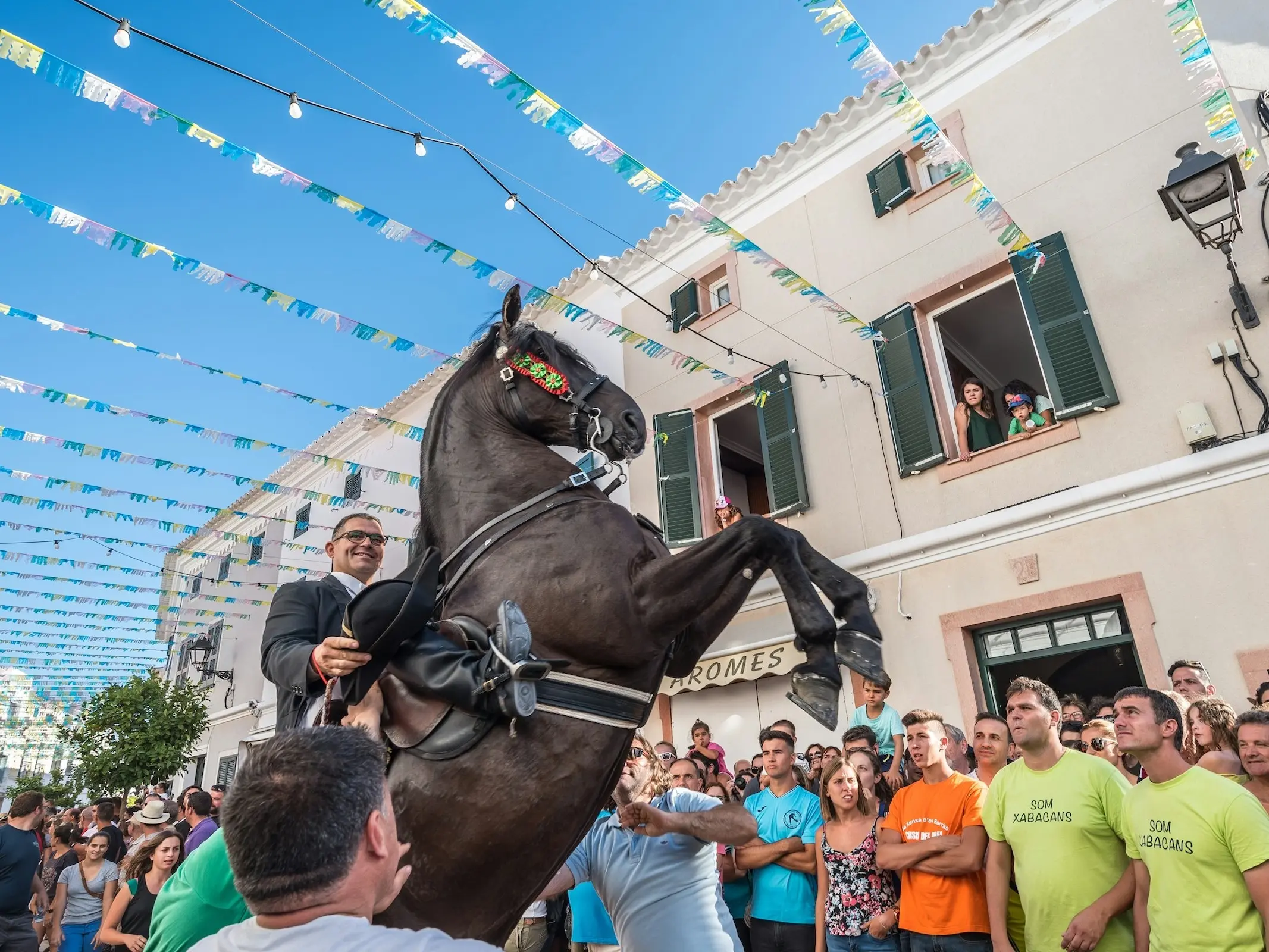 Menorquin Horse - Horse Breeds