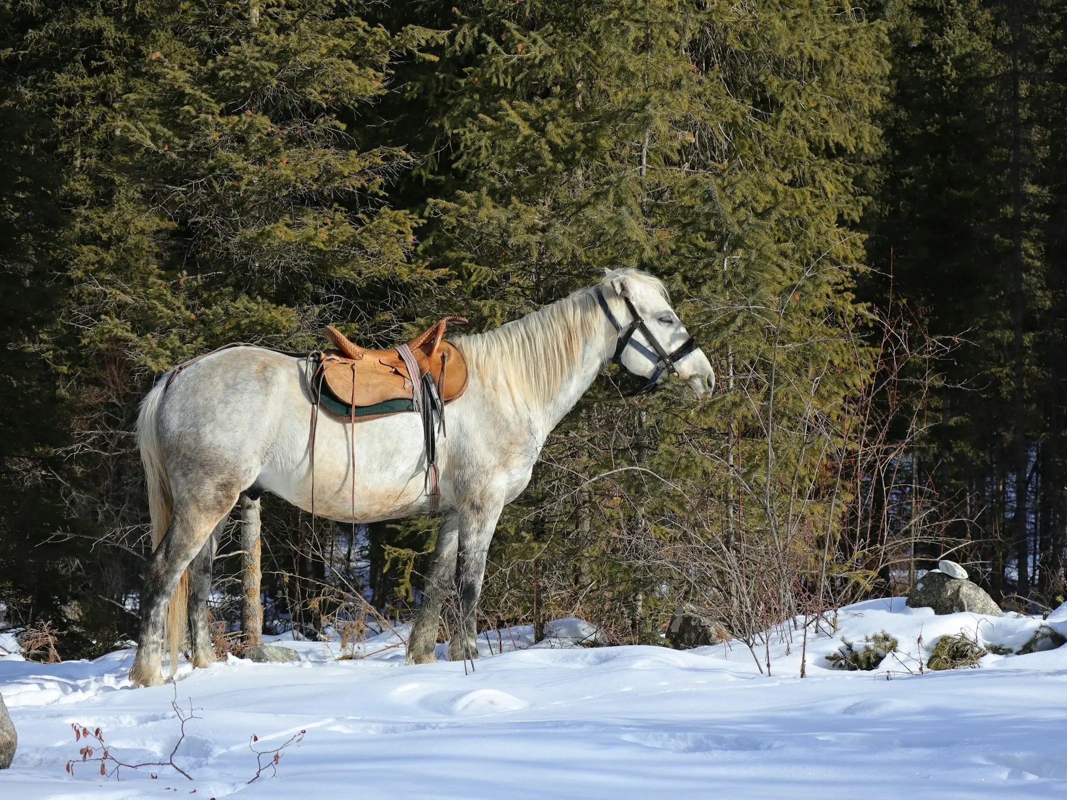 Mezen Horse - Horse Breeds