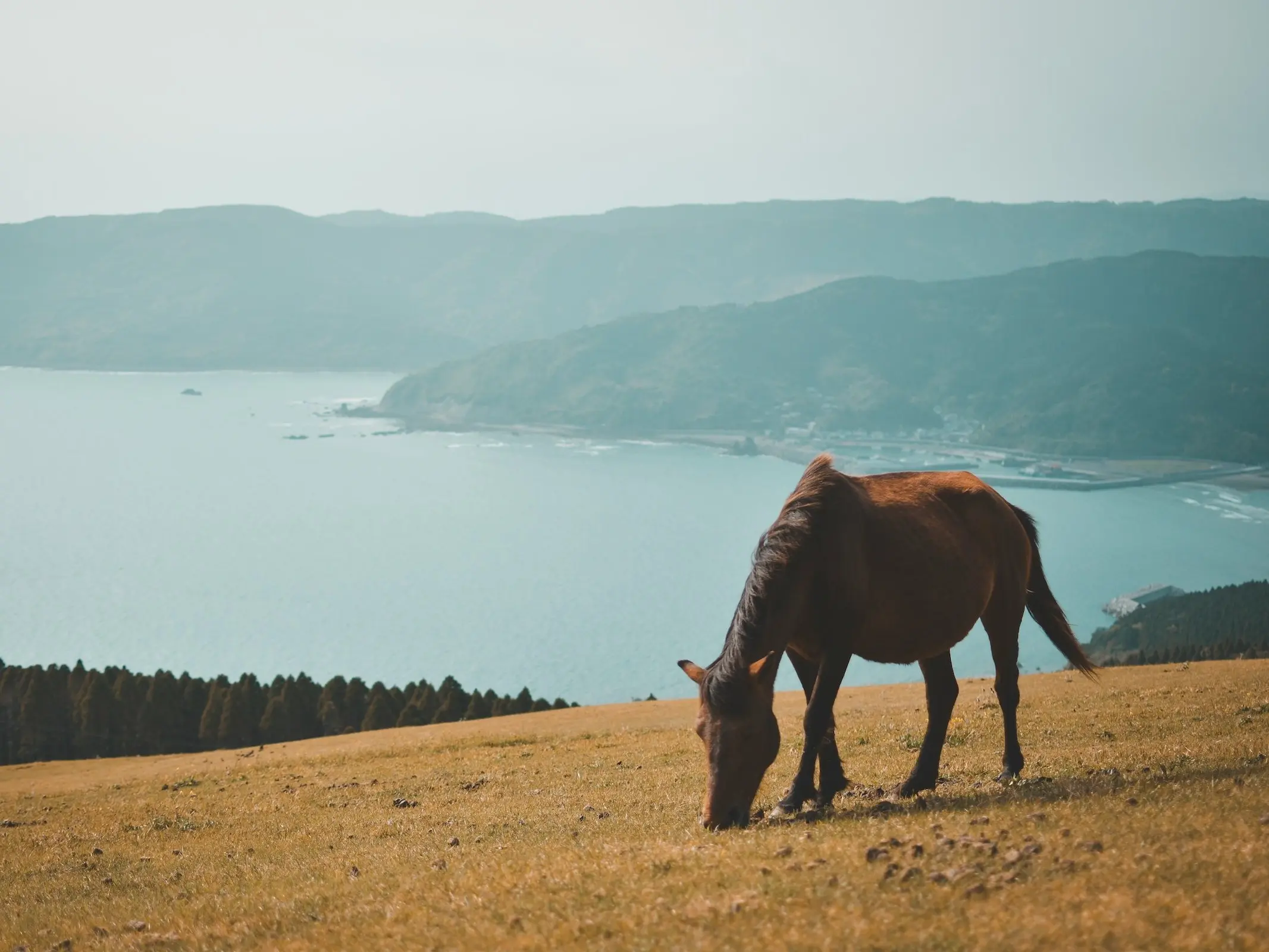 Misaki Pony - Horse Breeds