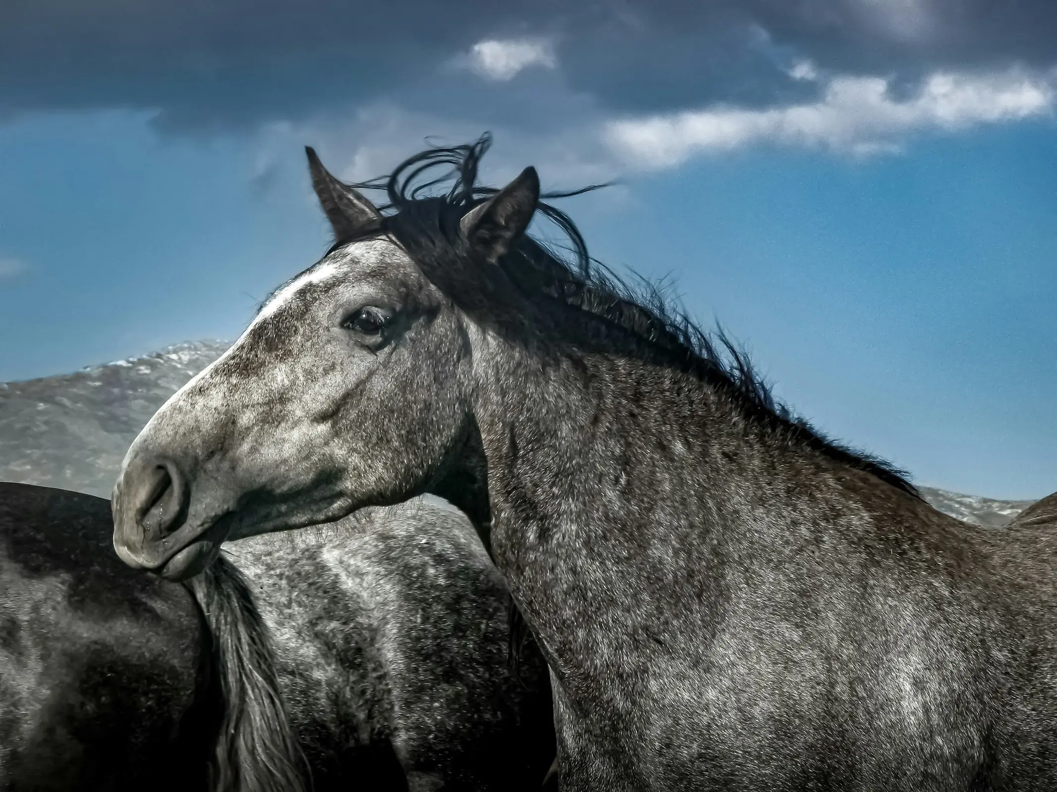 Misko Horse - Horse Breeds