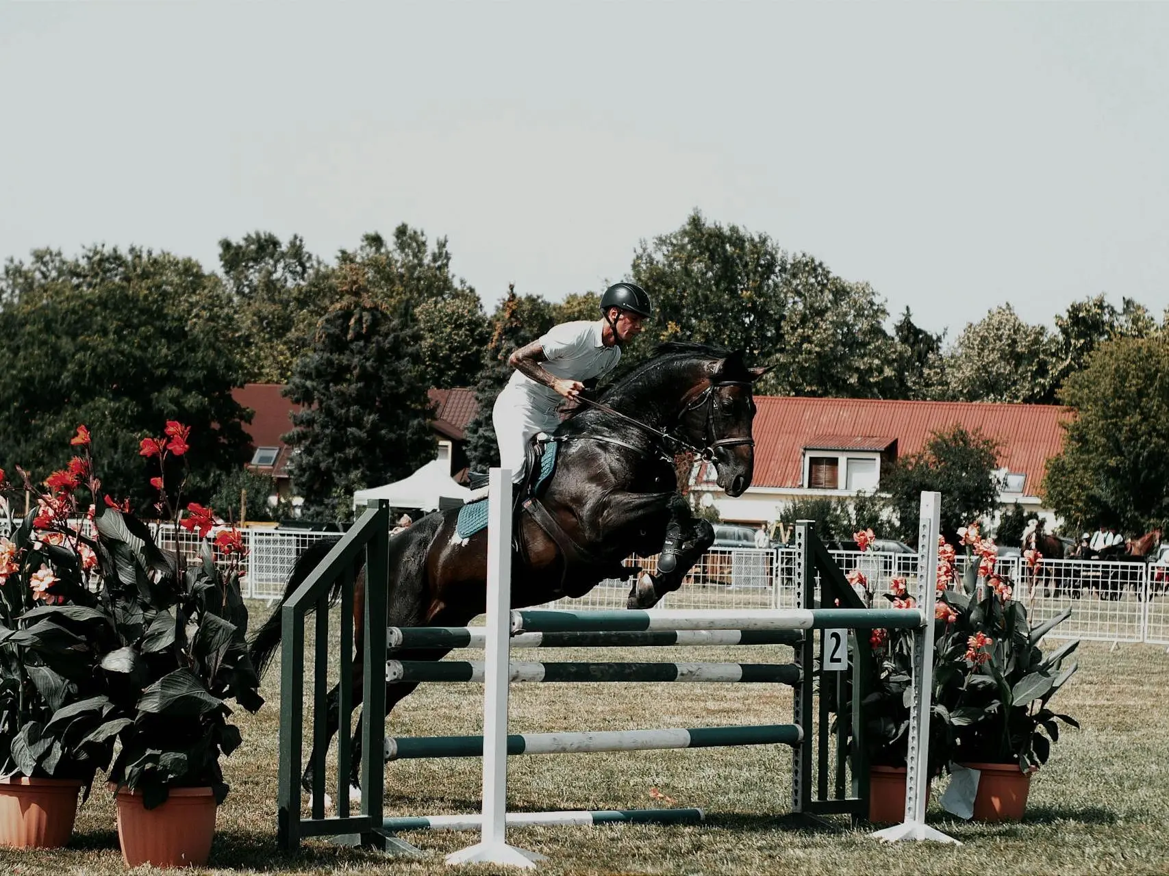 Nonius Horse - Horse Breeds