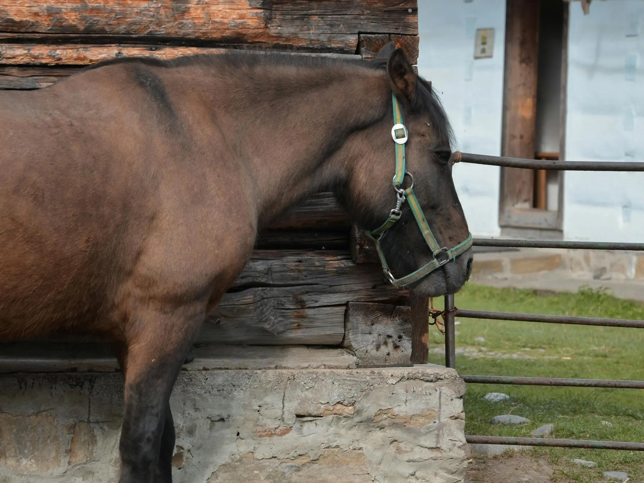 Noric of Murany - Horse Breeds
