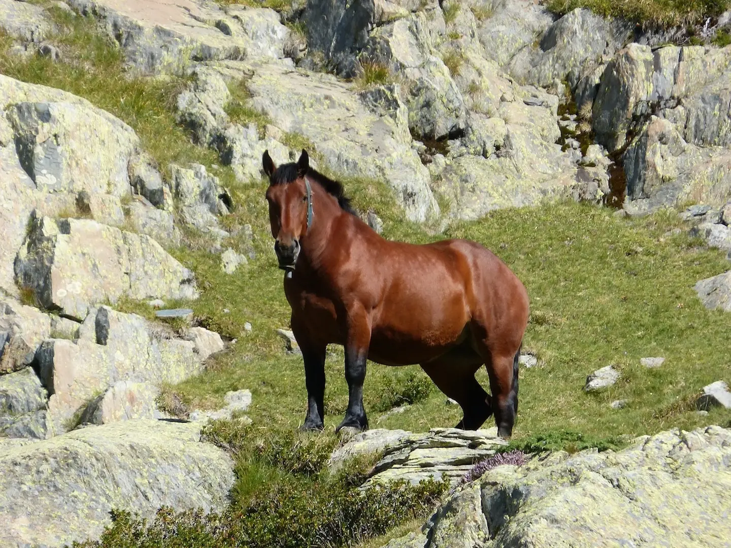 Northern Ardennais Horse - Horse Breeds