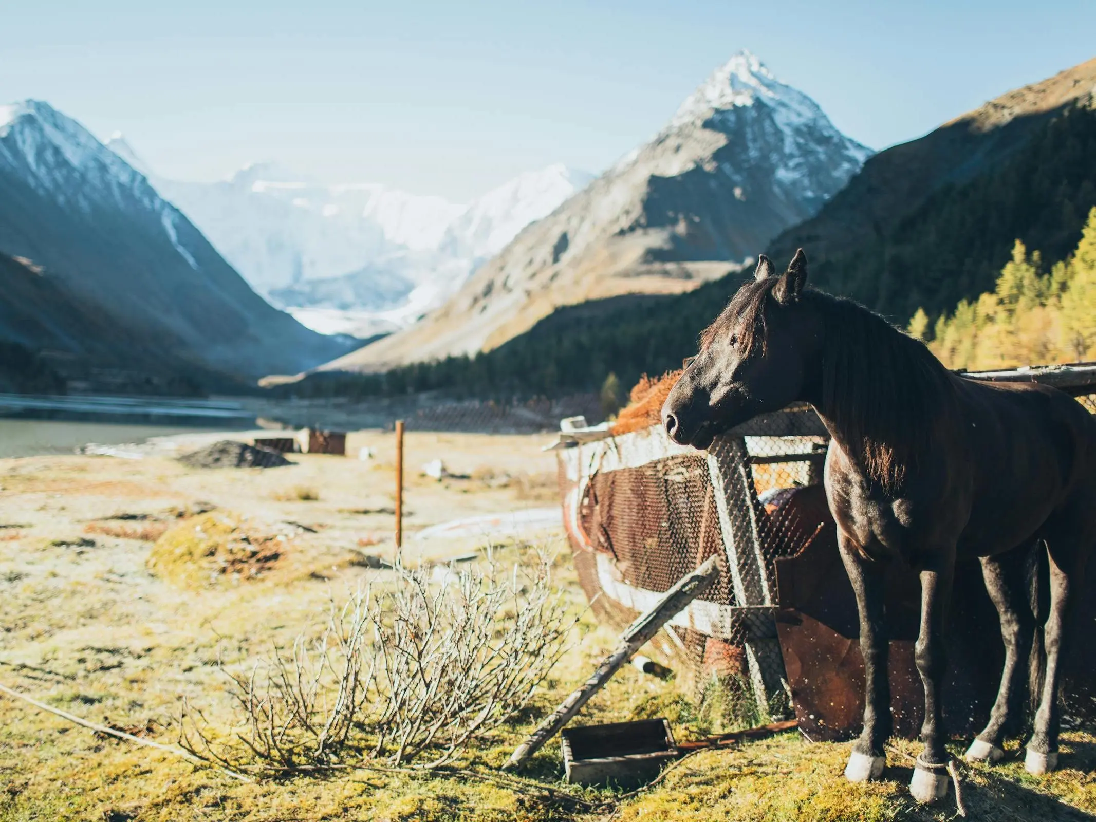 Ob Pony - Horse Breeds