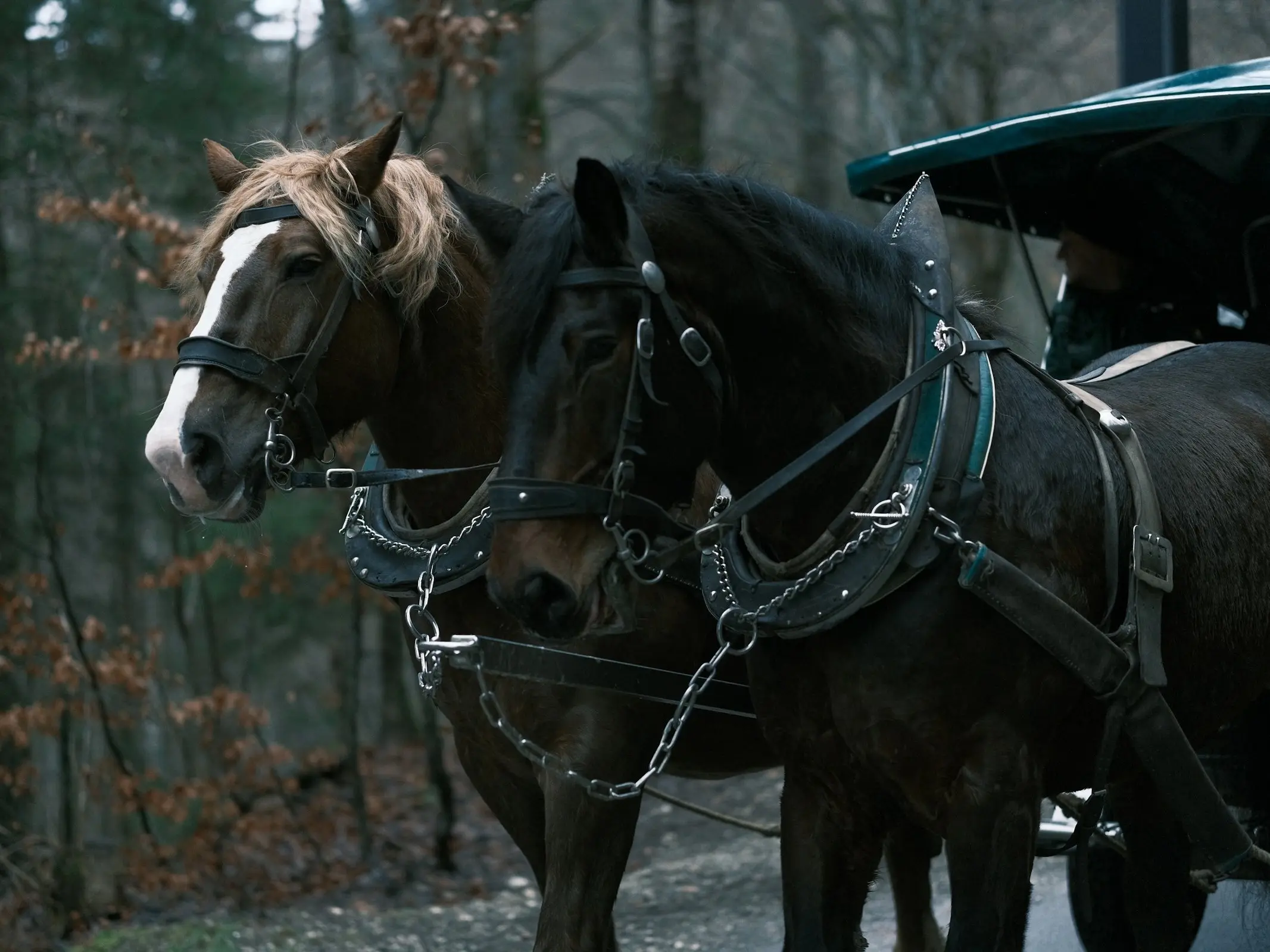 Oberlander Horse - Horse Breeds