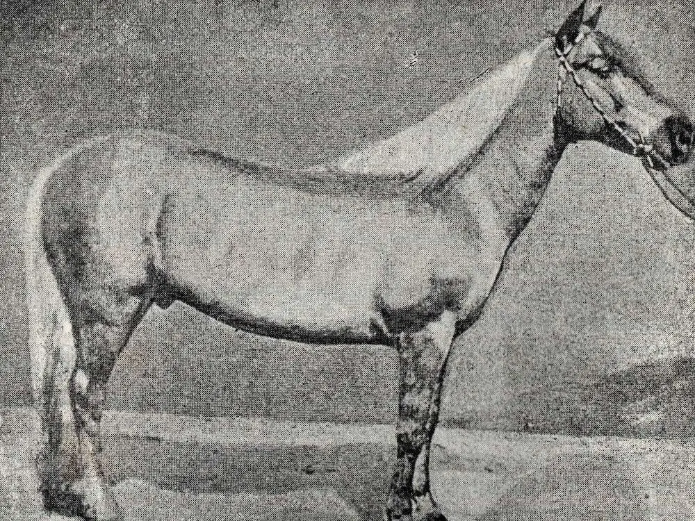 Obva Horse - Horse Breeds