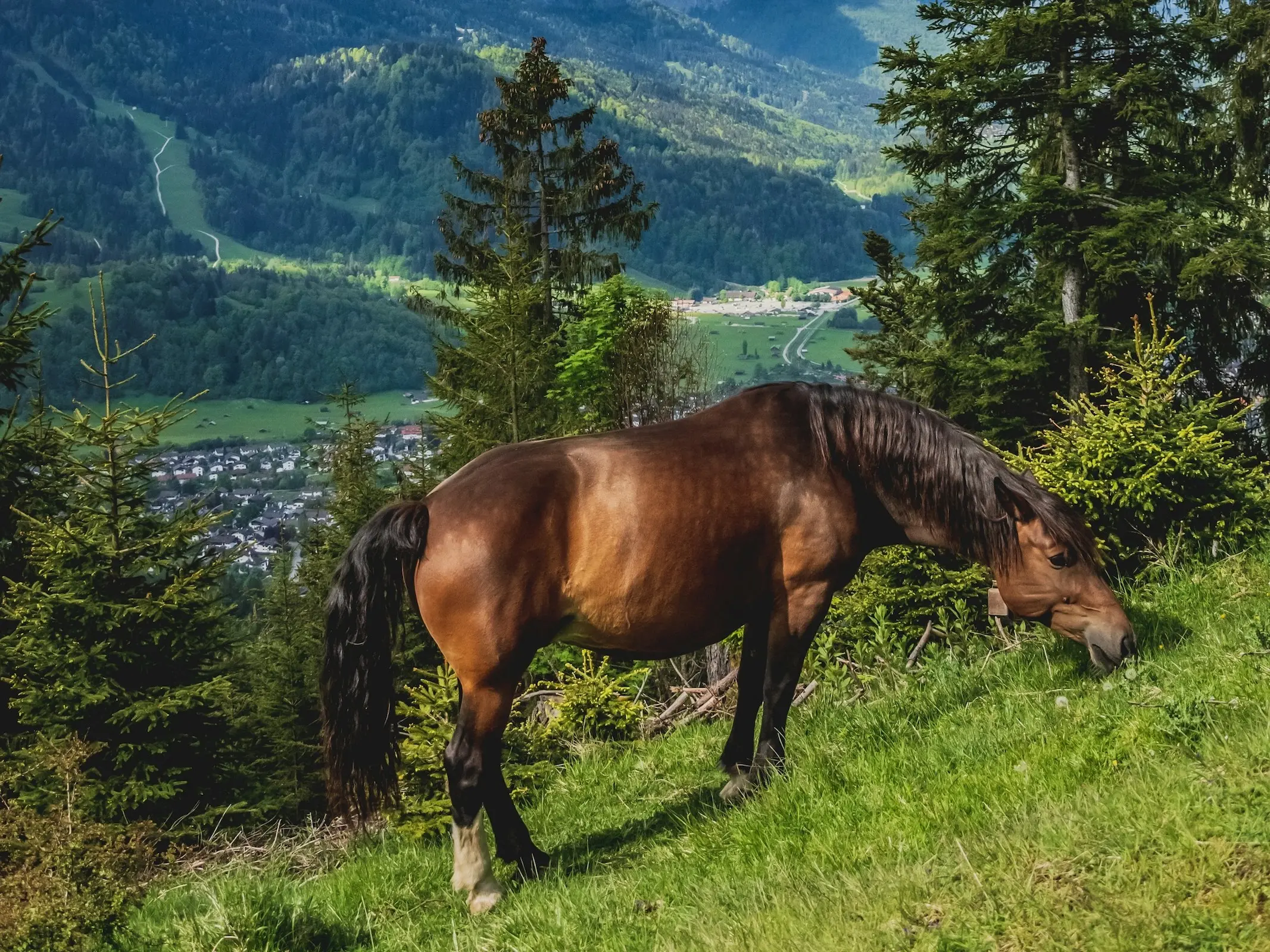 Palatinate Ardennes Coldblood - Horse Breeds