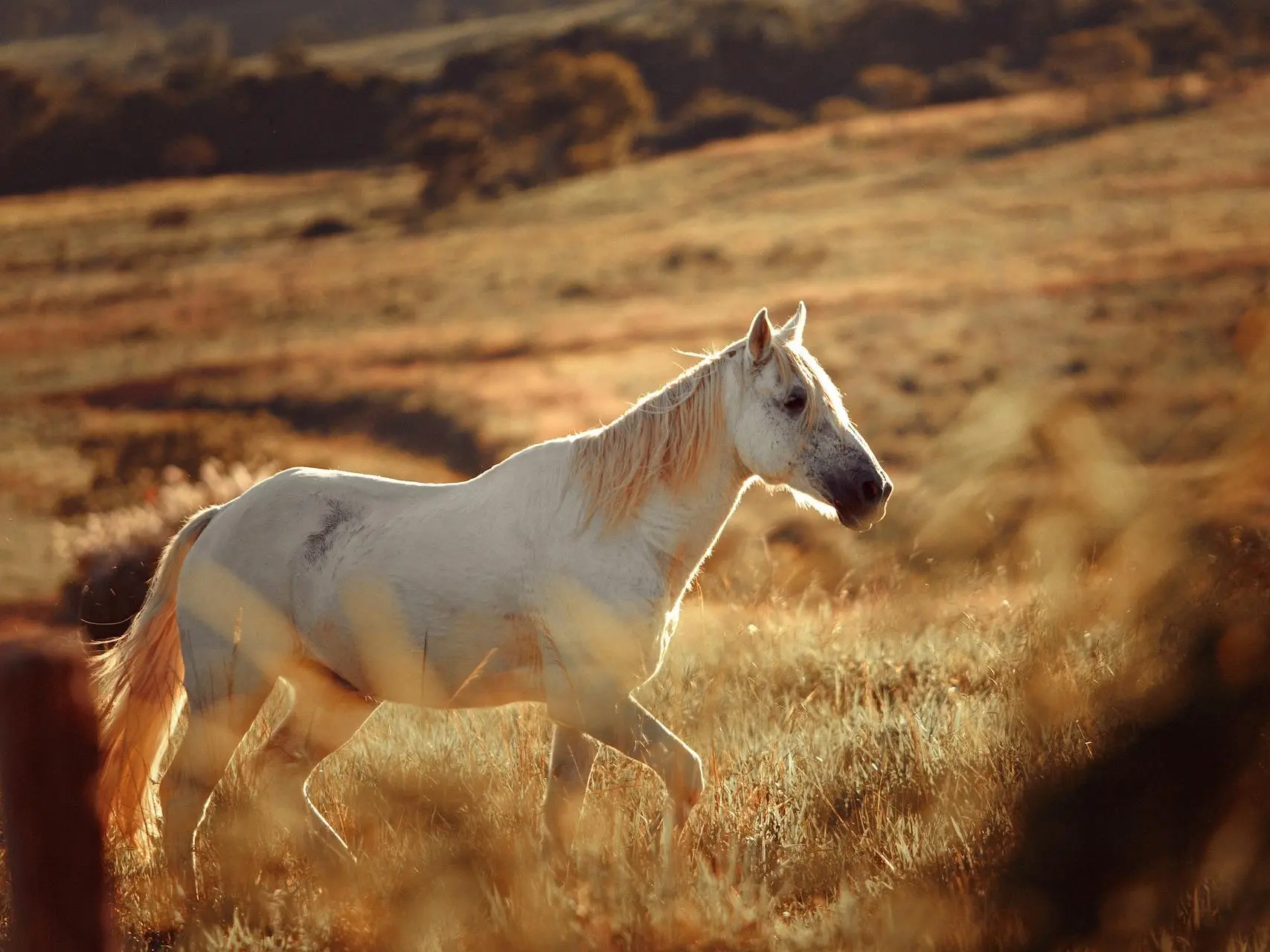 Pantaneiro Horse - Horse Breeds