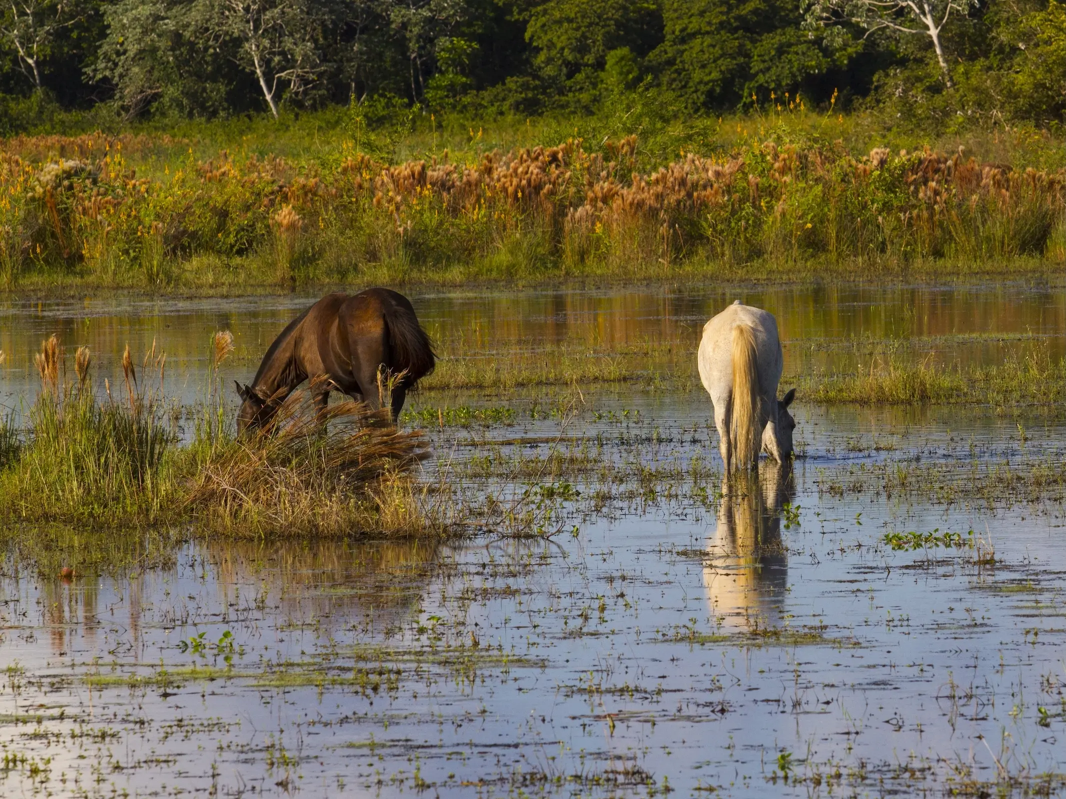 Pantanero Horse - Horse Breeds