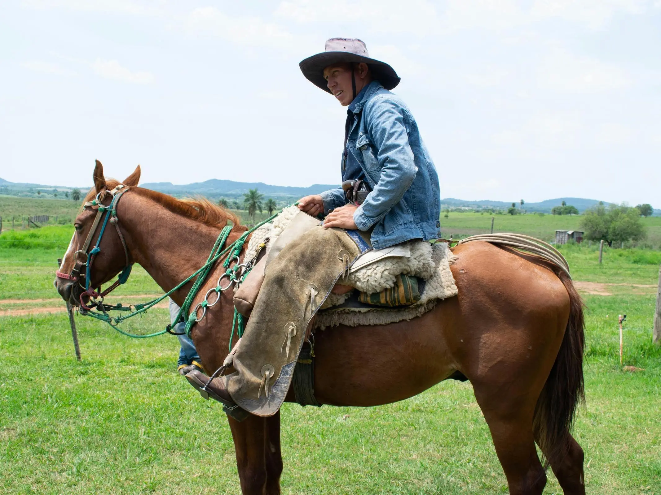 Paraguayan Criolla - Horse Breeds