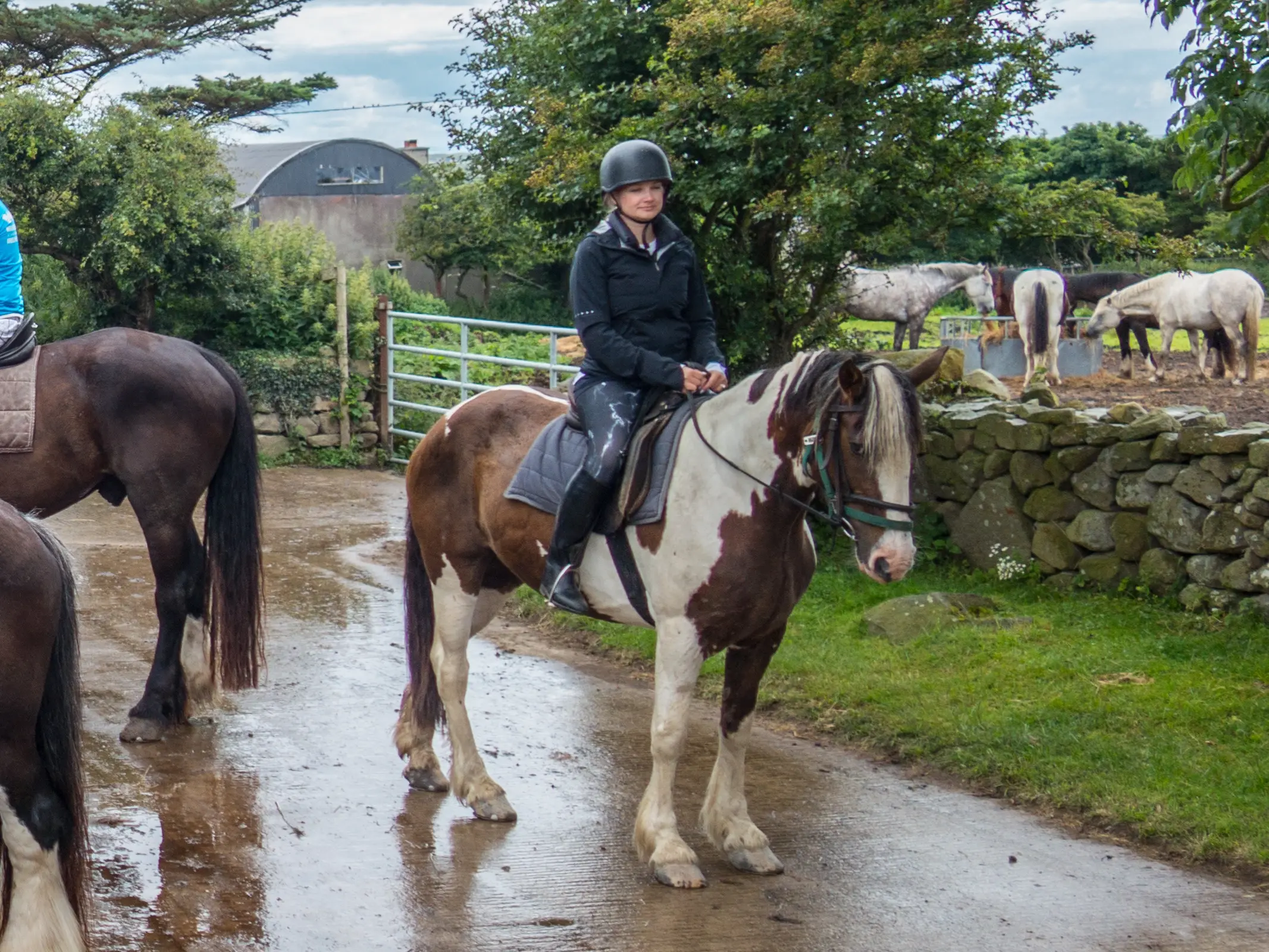 Part Bred Irish Cob - Horse Breeds