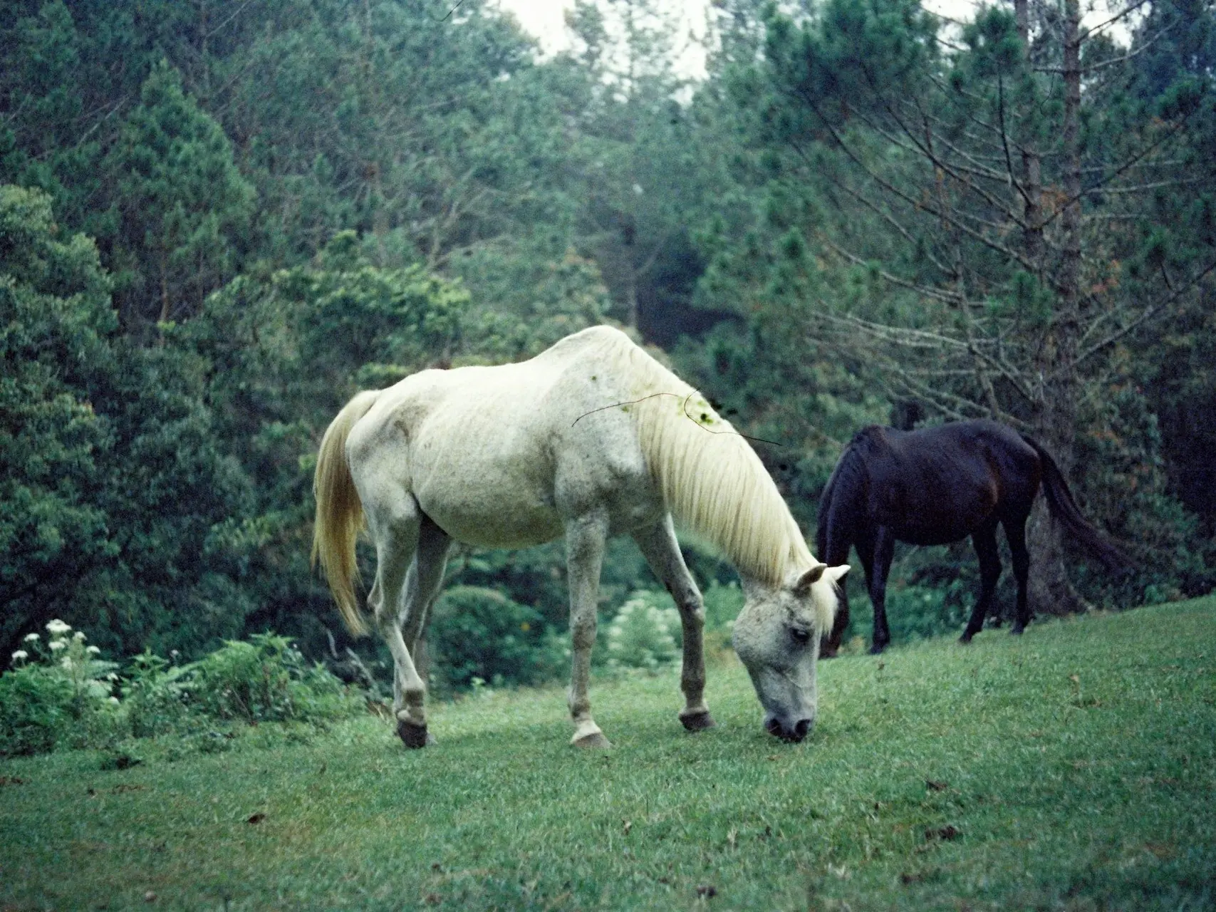 Periangan Pony - Horse Breeds