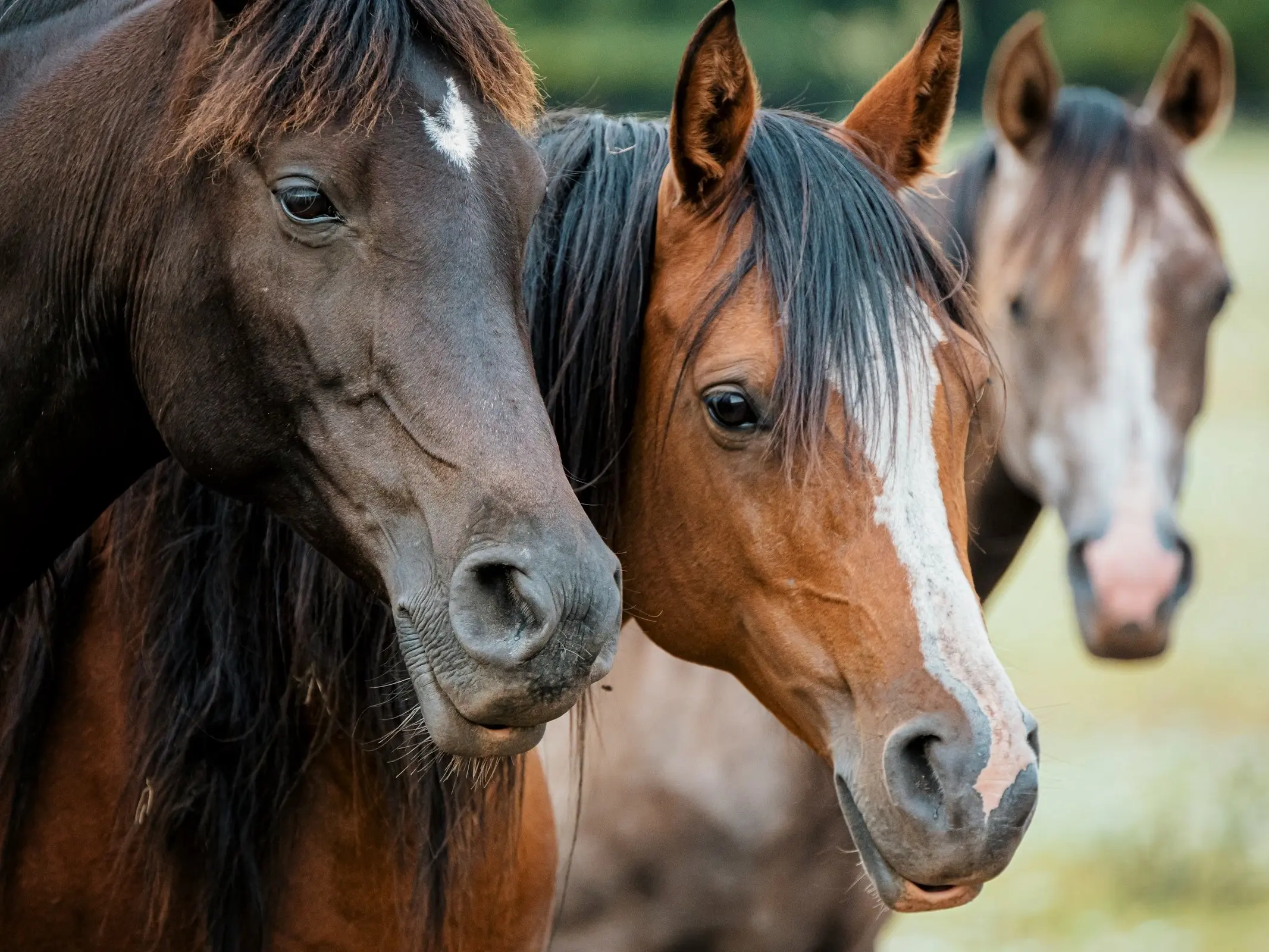 Petiso Pony - Horse Breeds