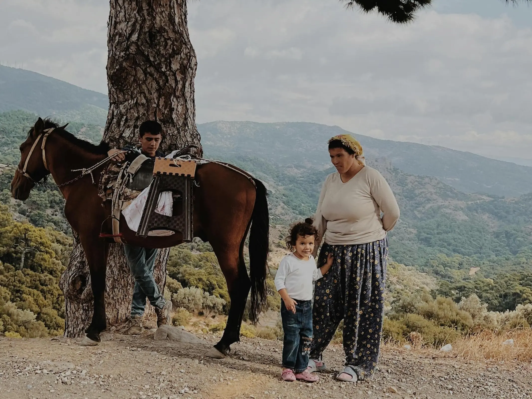 Pindos Pony - Horse Breeds