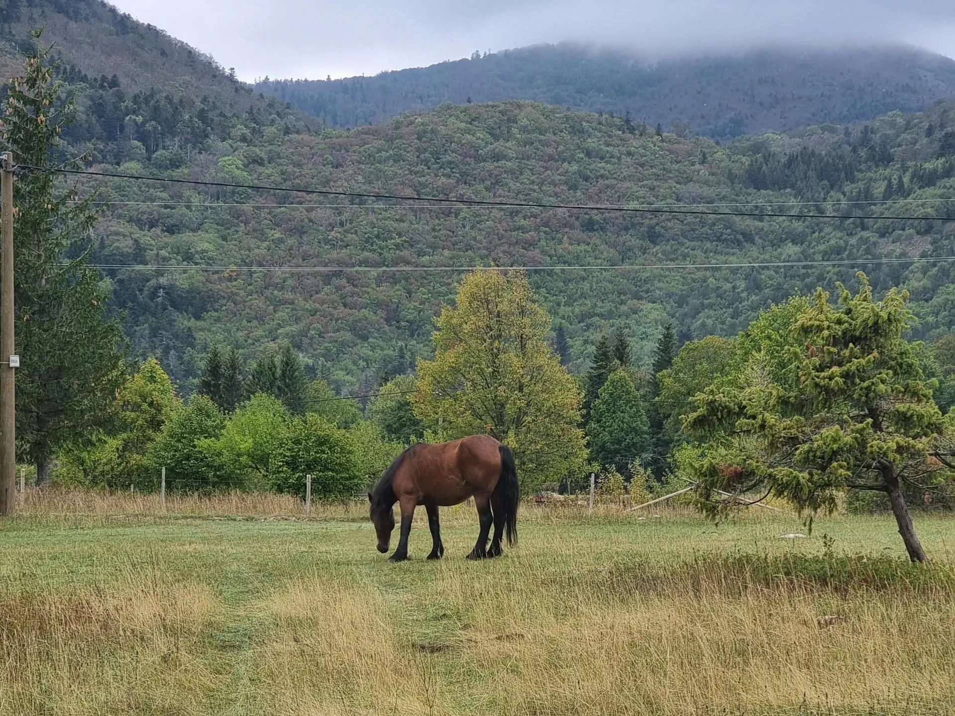 Posavac Horse - Horse Breeds