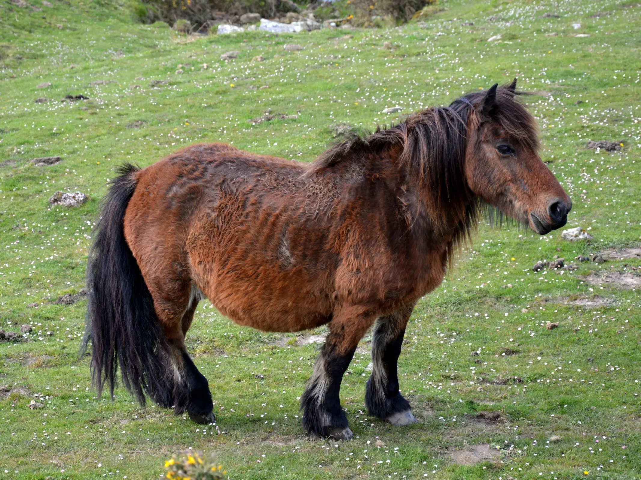 Pottok - Horse Breeds