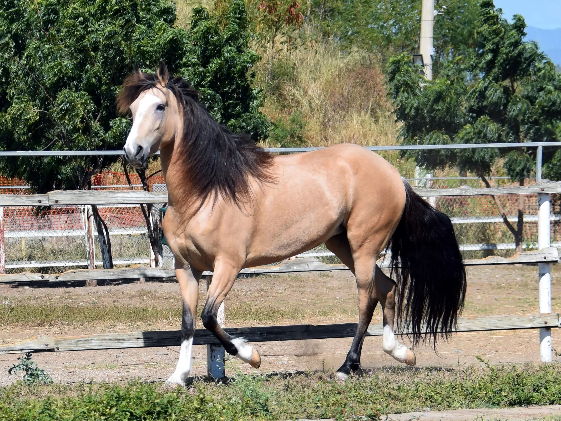 Puerto Rican Paso Fino - Horse Breeds