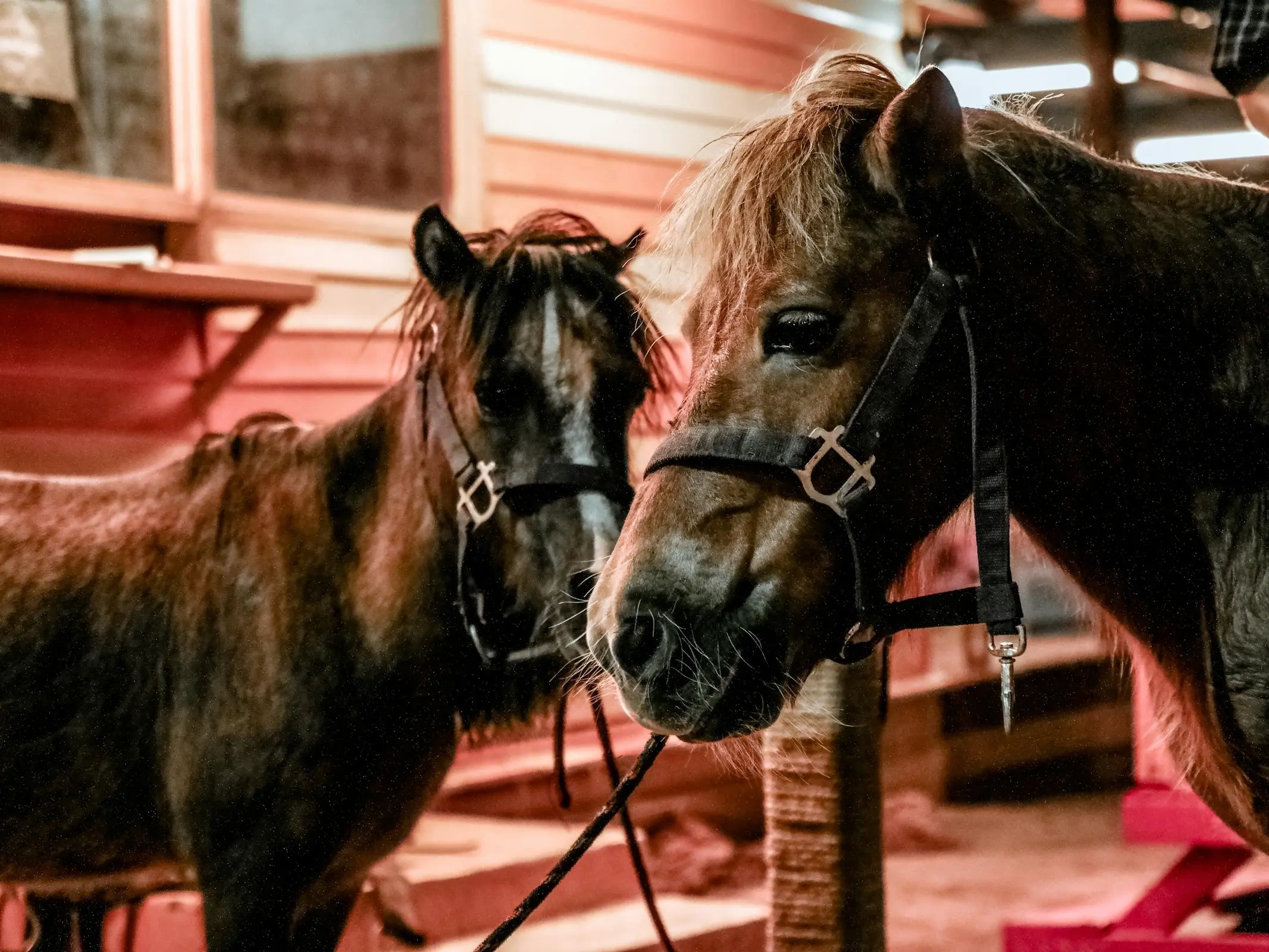 Rice Pony - Horse Breeds