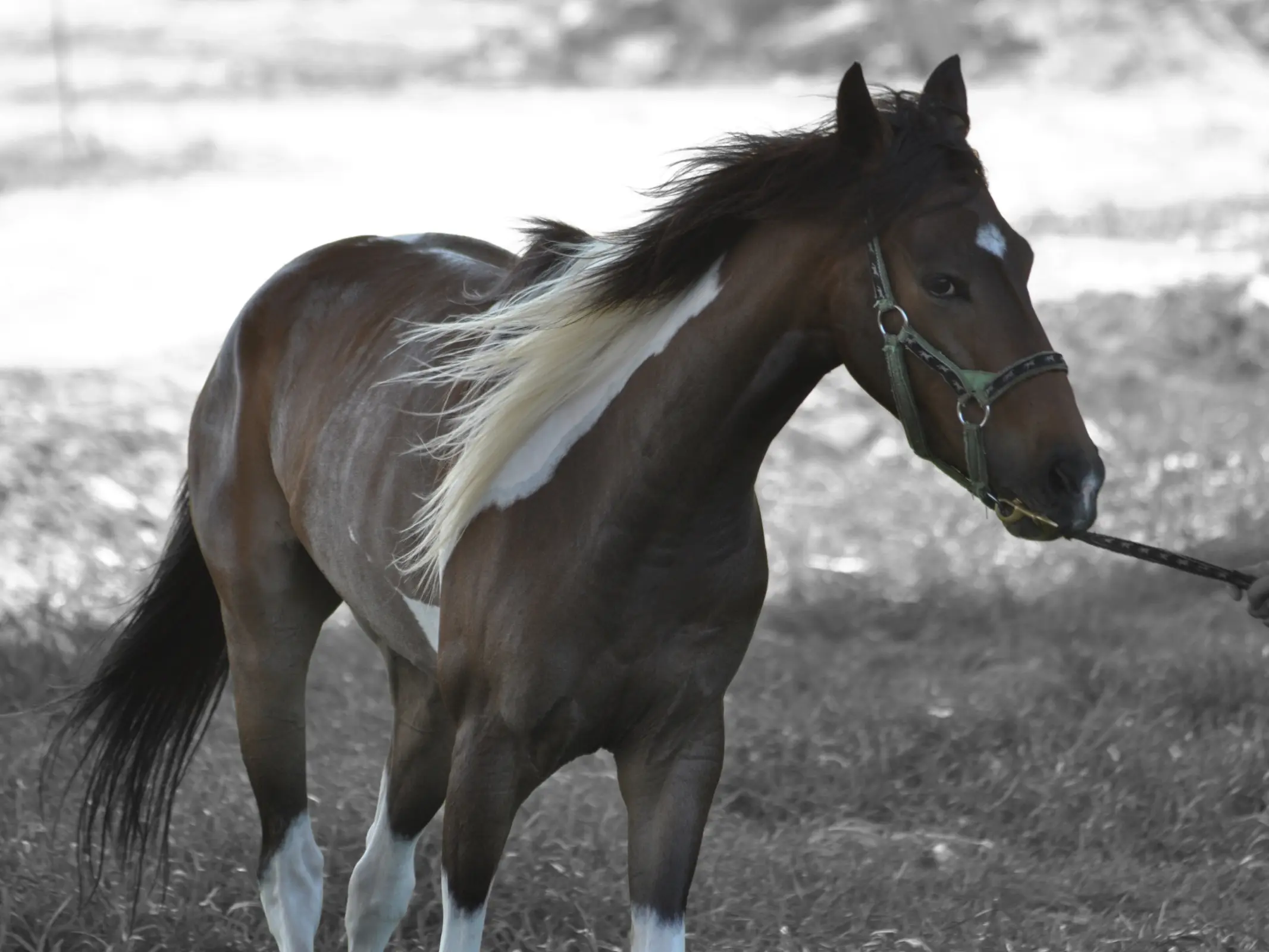 Rice Pony - Horse Breeds