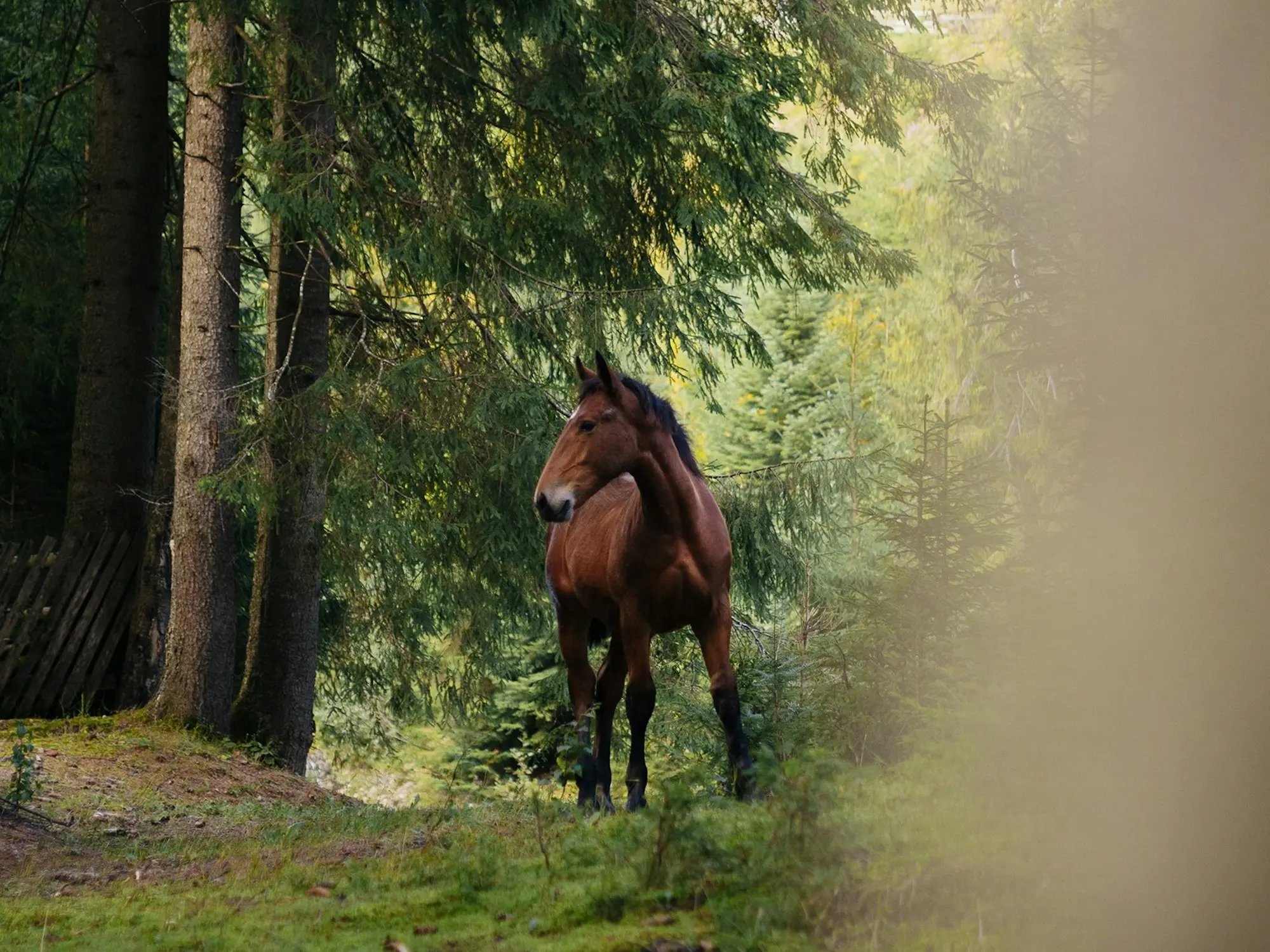 Romanian Trotter - Horse Breeds