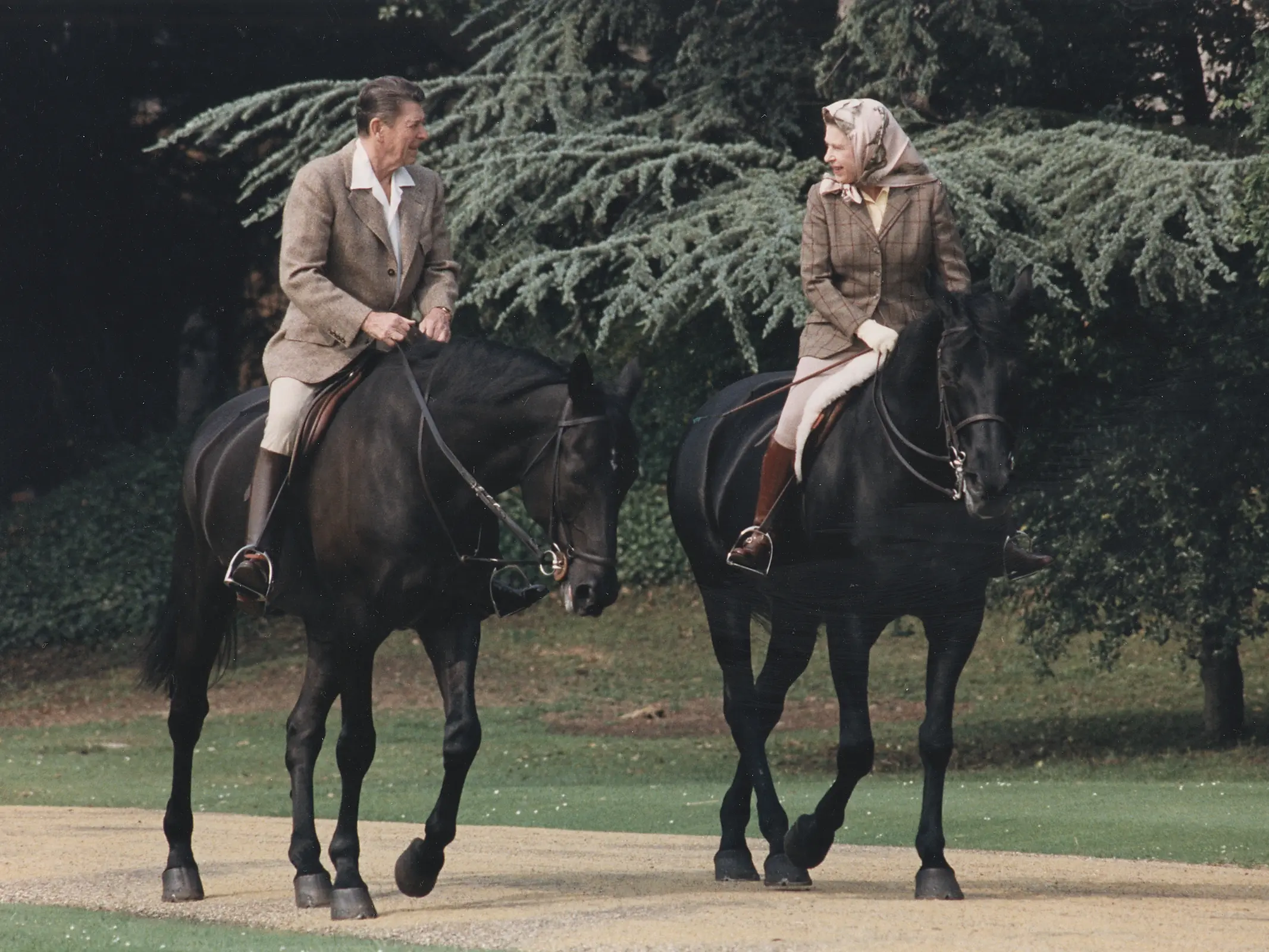 Royal Canadian Mounted Police Horse - Horse Breeds