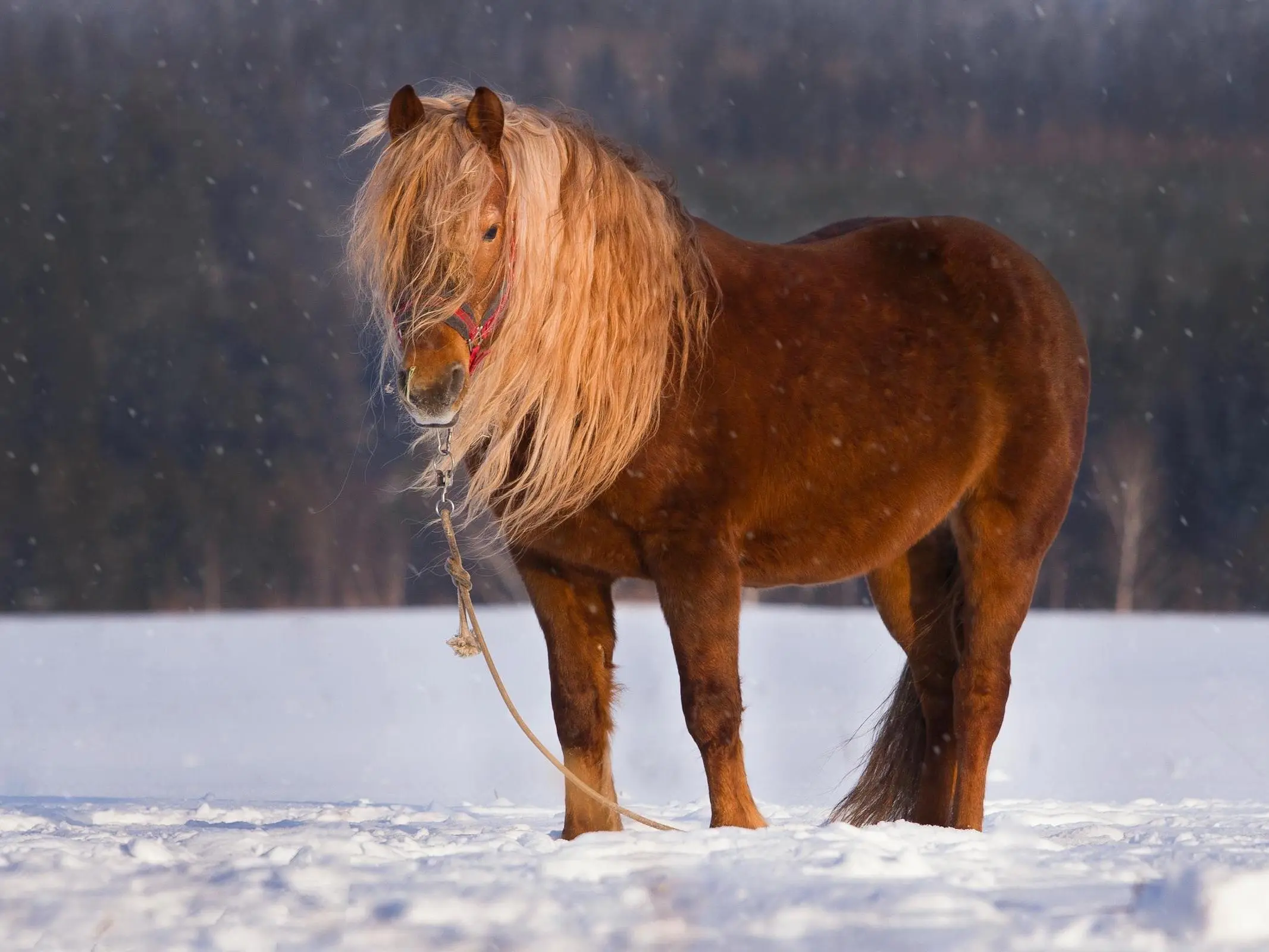 Russian Heavy Draft Horse - Horse Breeds