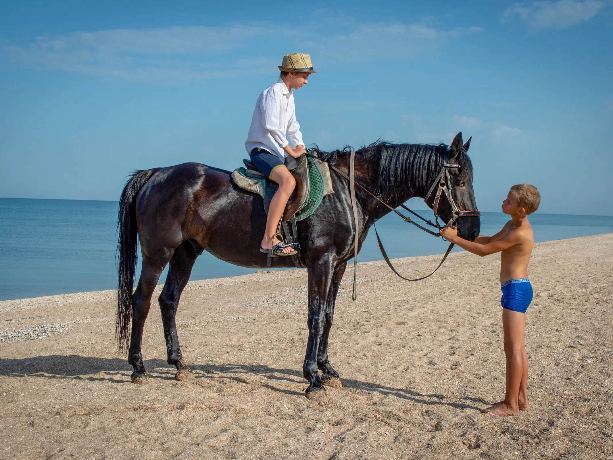 Russian Riding Horse - Horse Breeds