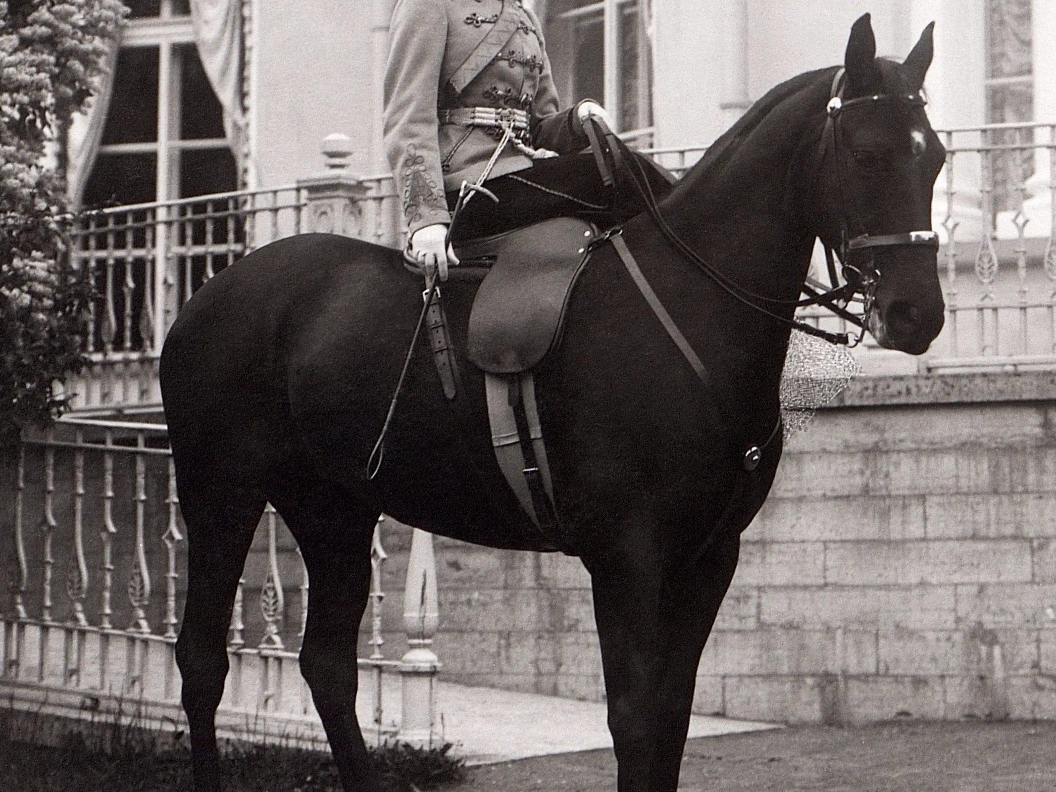 Russian Saddle Horse - Horse Breeds