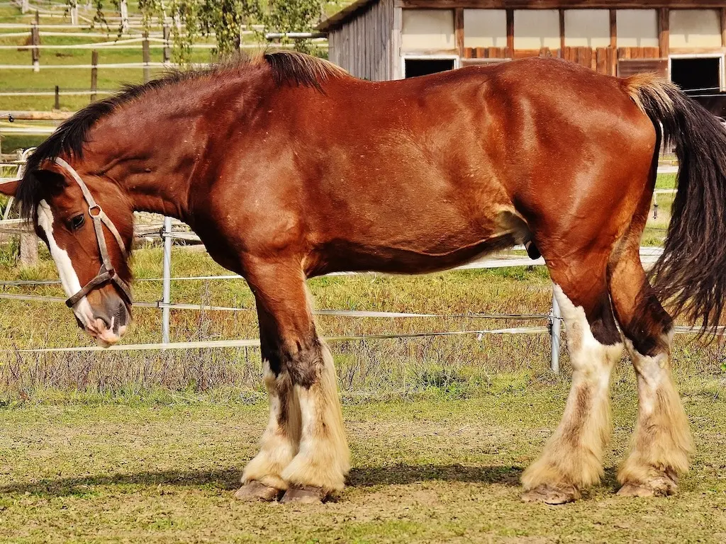 Shire Horse - Horse Breeds
