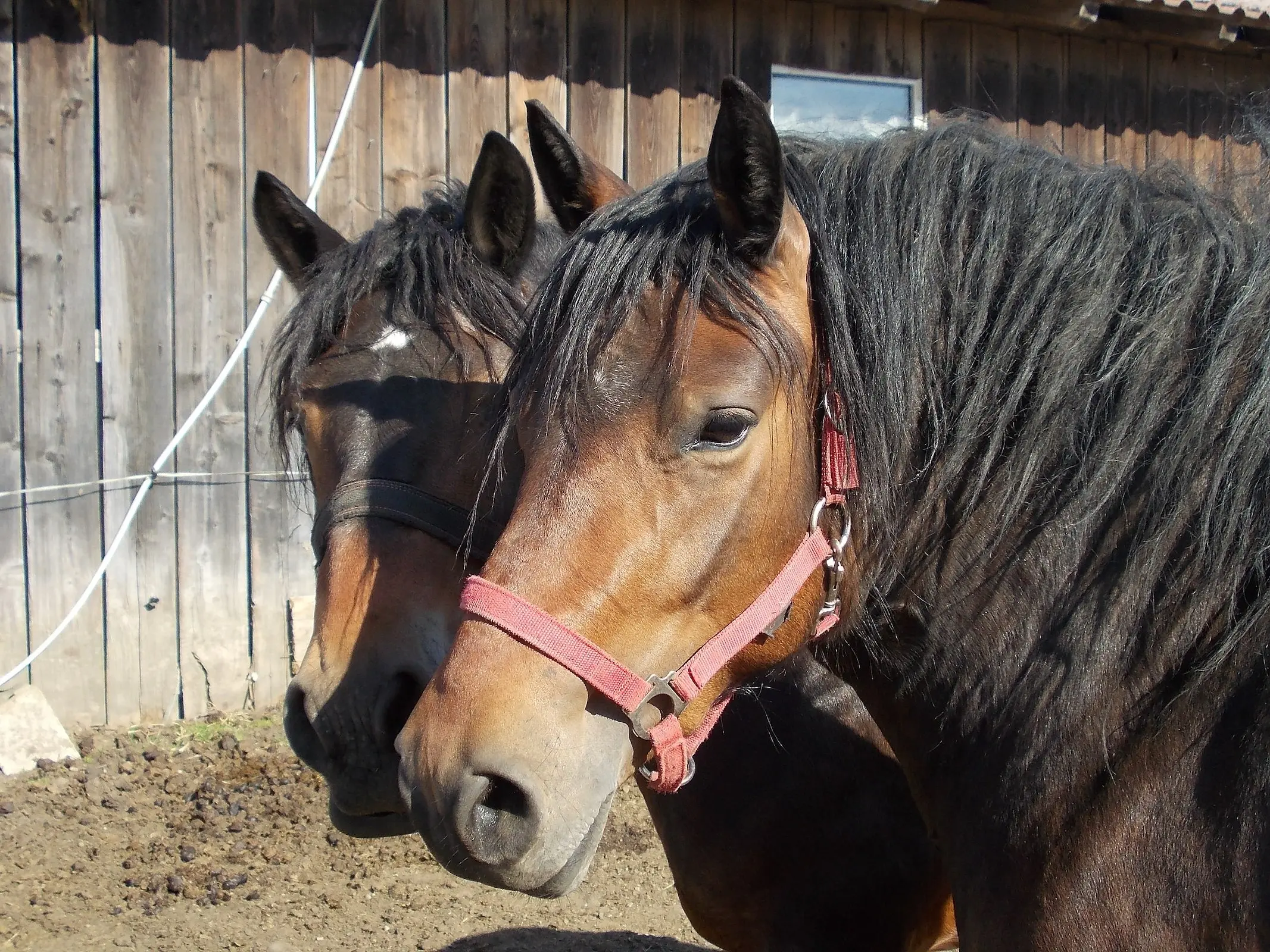 Slovenian Coldblooded Horse - Horse Breeds