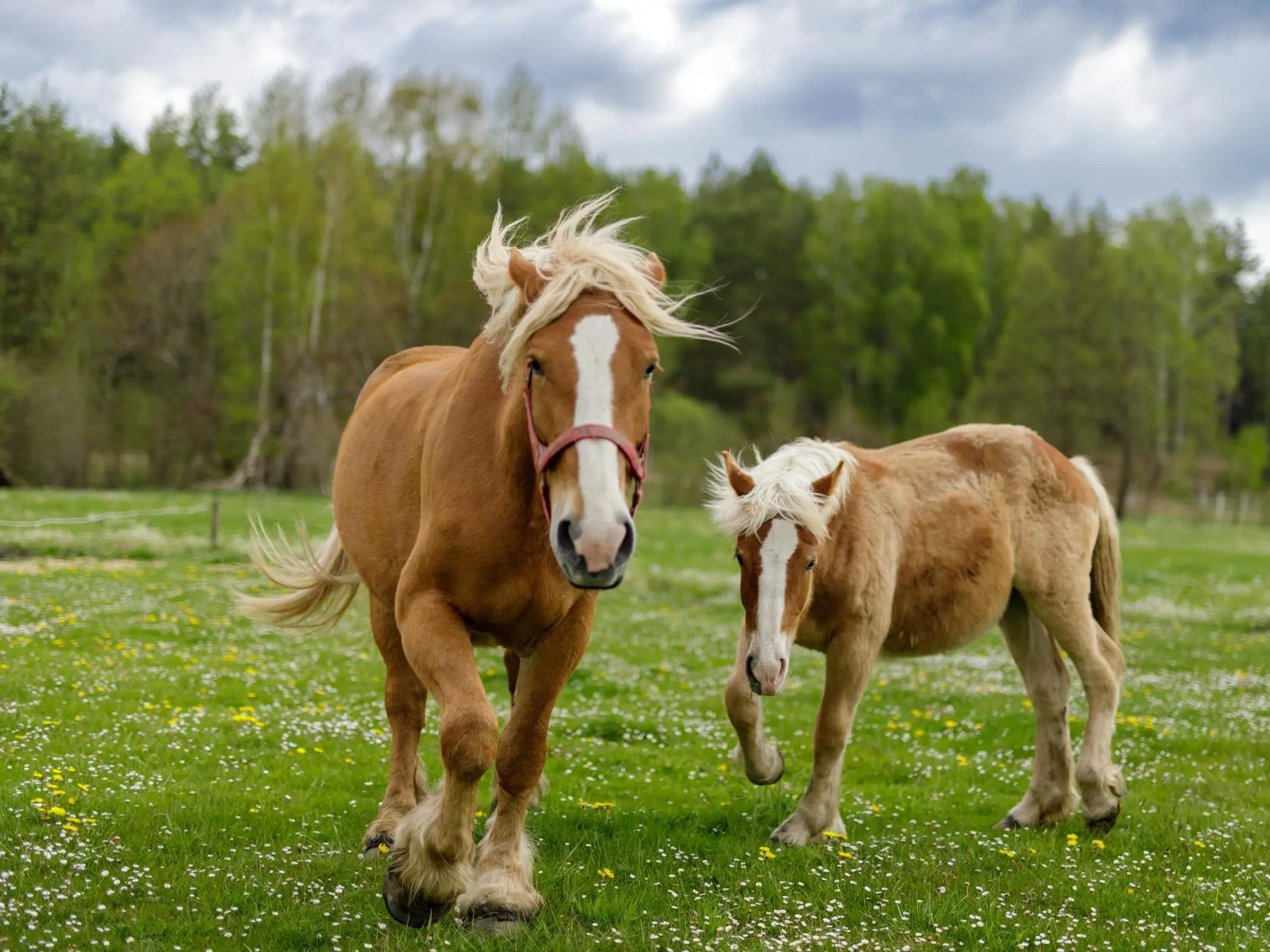 Sokolsky Coldblood Horse - Horse Breeds