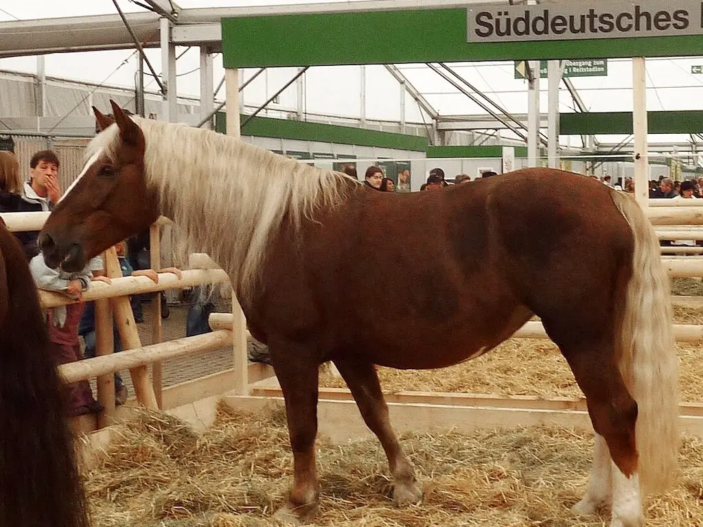 South German Coldblood Horse - Horse Breeds