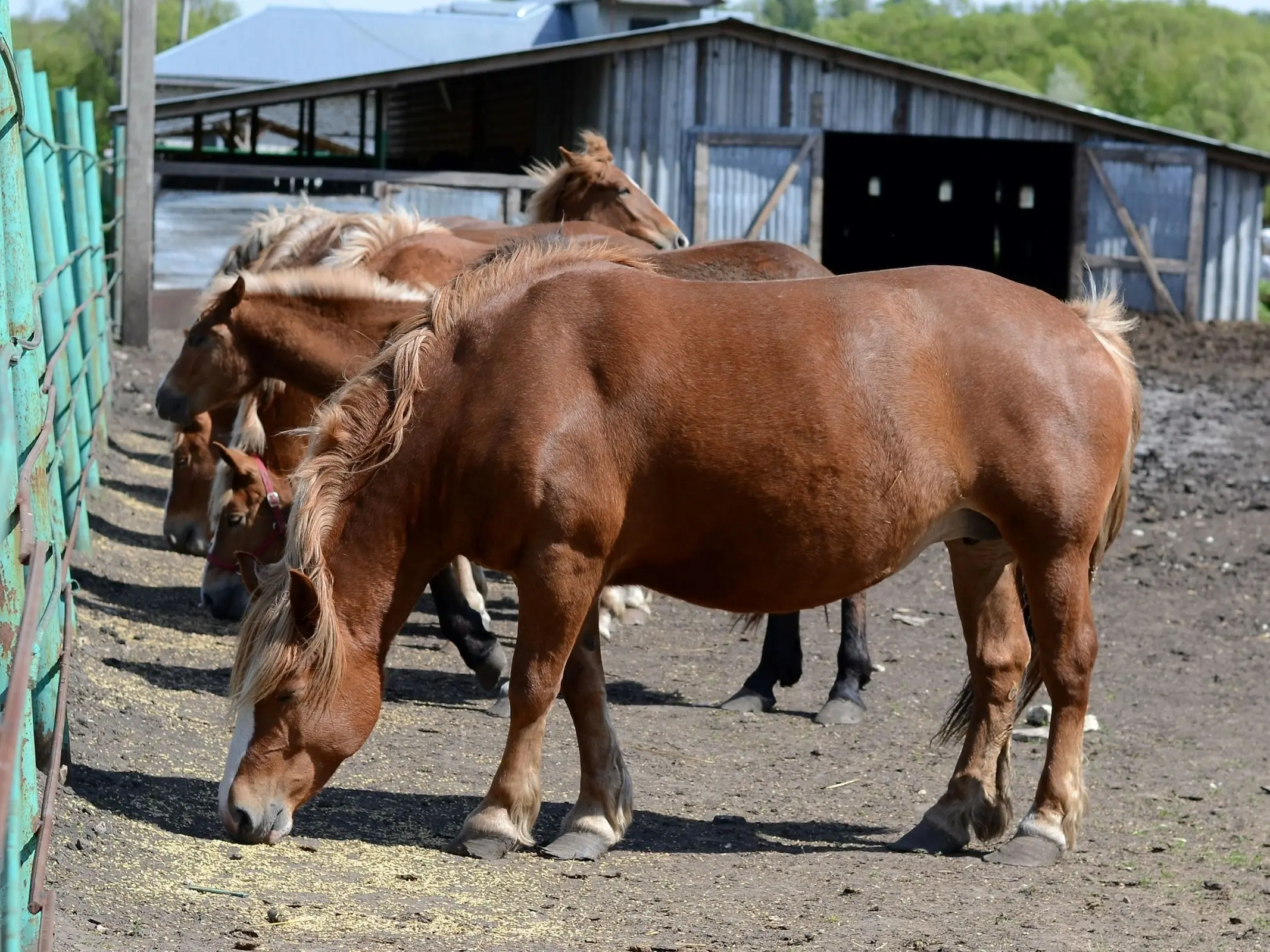 Soviet Heavy Draft Horse - Horse Breeds