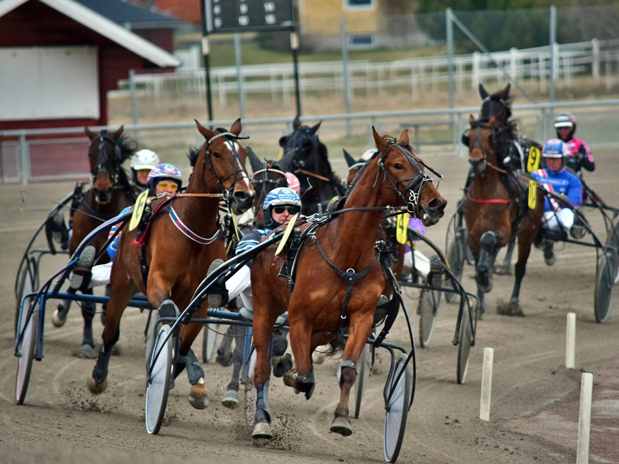 Swedish Cold Blooded Trotter - Horse Breeds