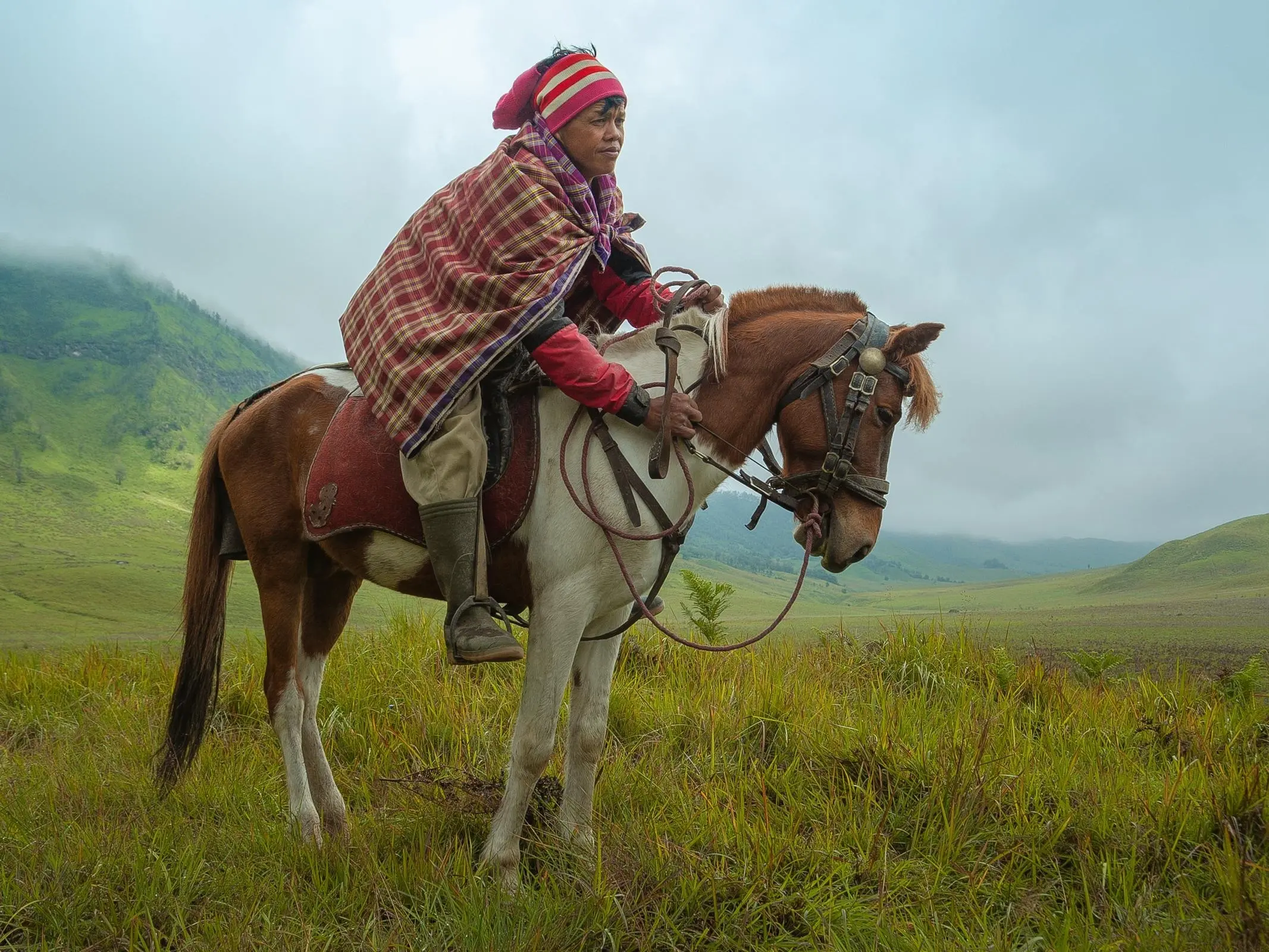 Tagaytay Horse - Horse Breeds