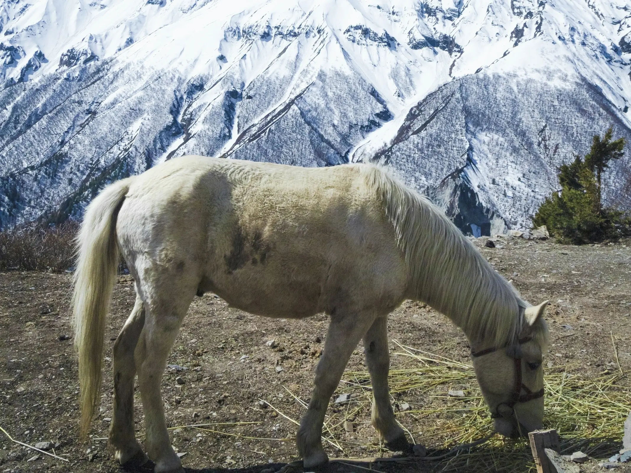 Tanghan Horse - Horse Breeds
