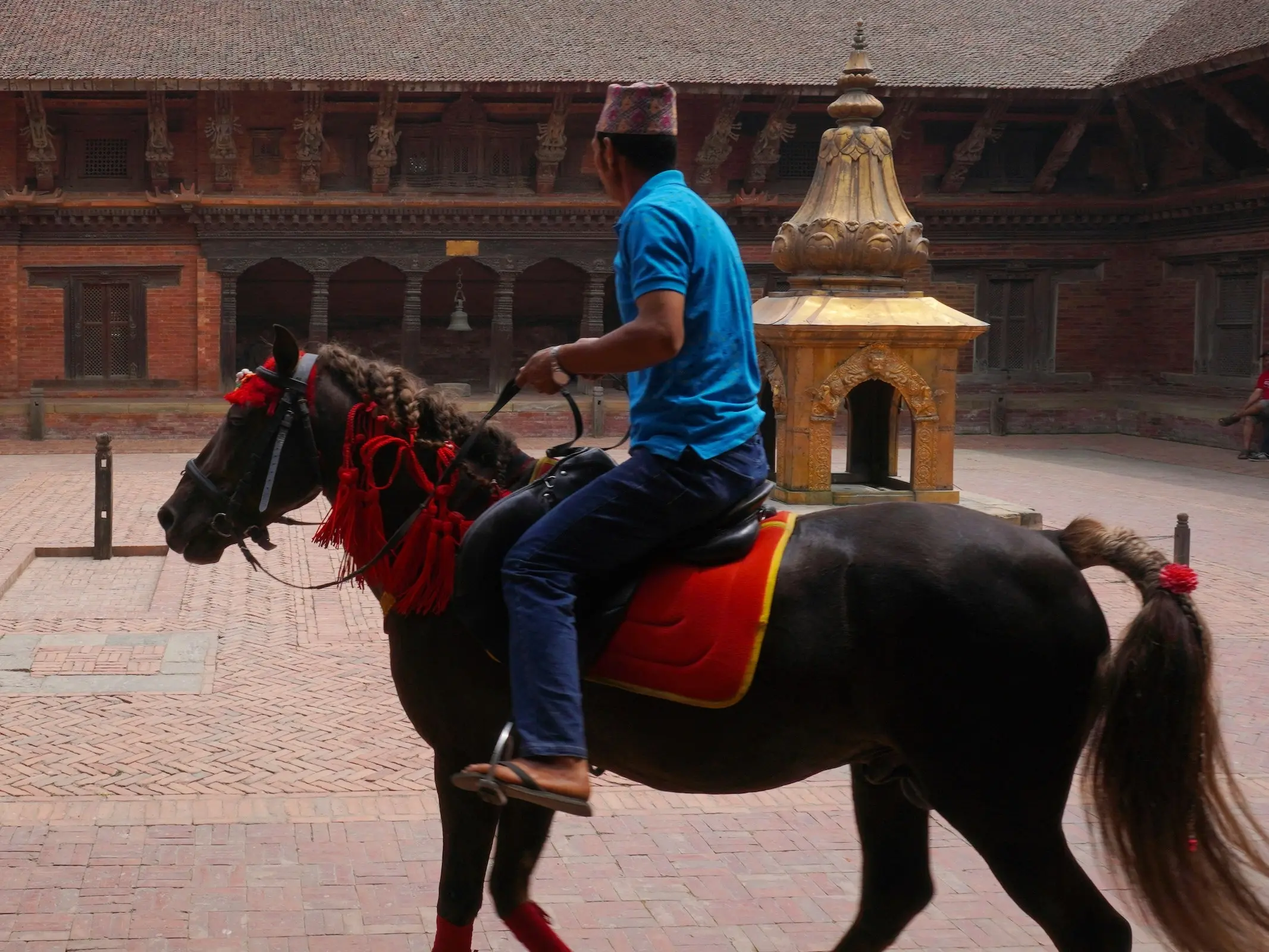 Tarai Pony - Horse Breeds