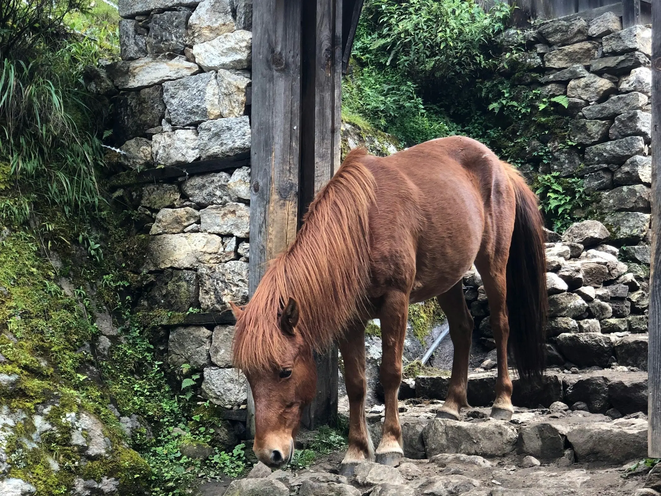 Tattu Pony - Horse Breeds