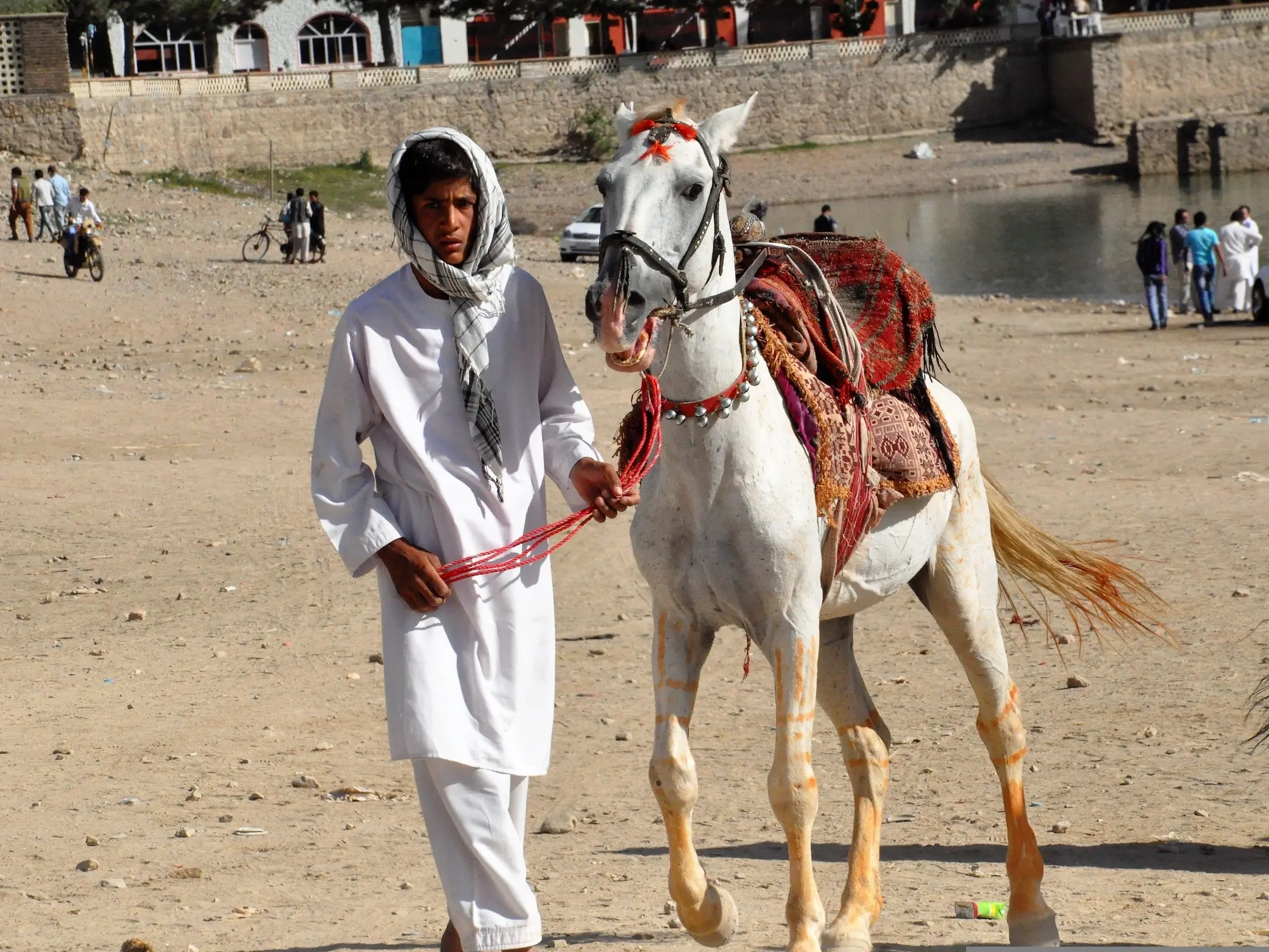 Tooraq Horse - Horse Breeds