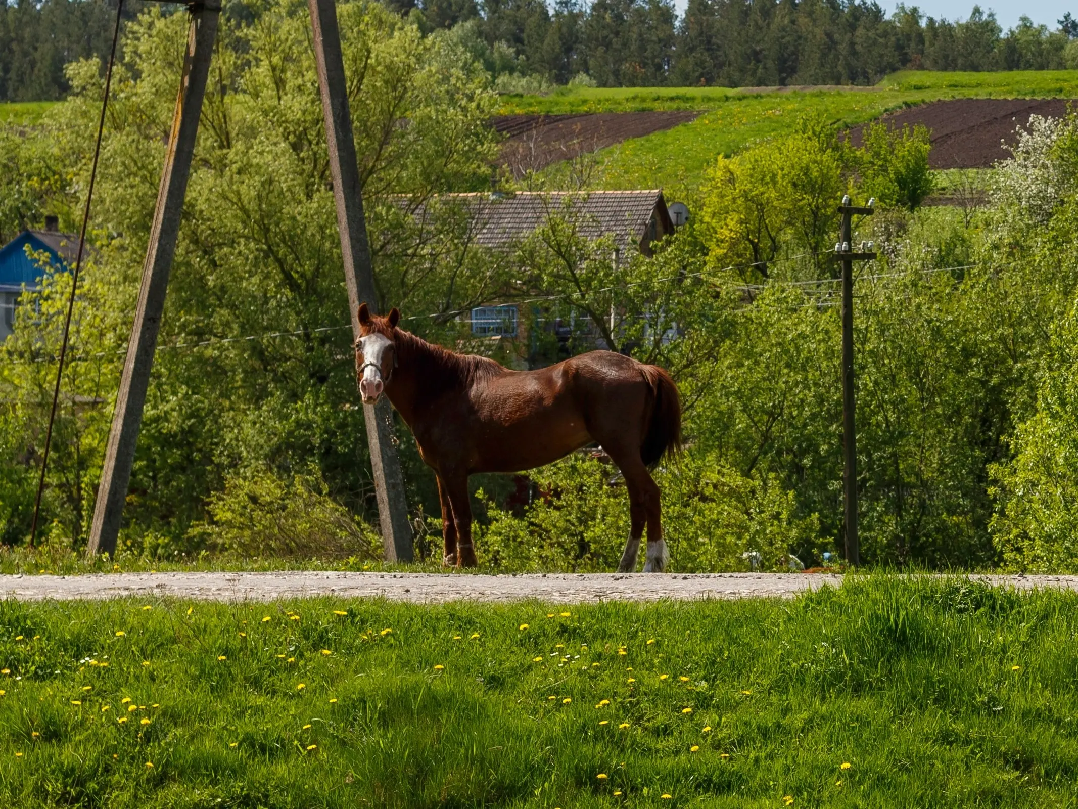 Torian Horse - Horse Breeds