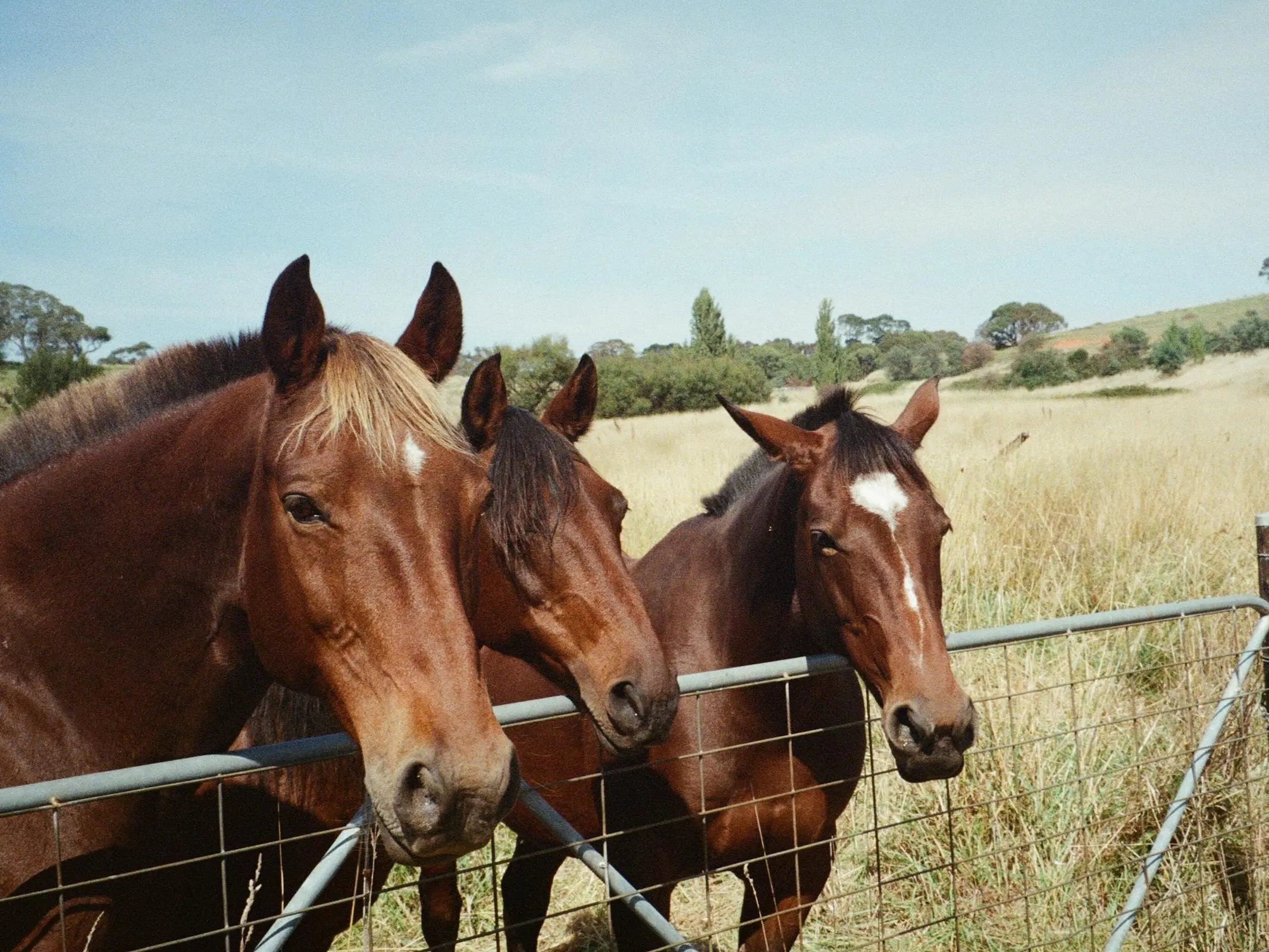 Traditional Australian Pony - Horse Breeds