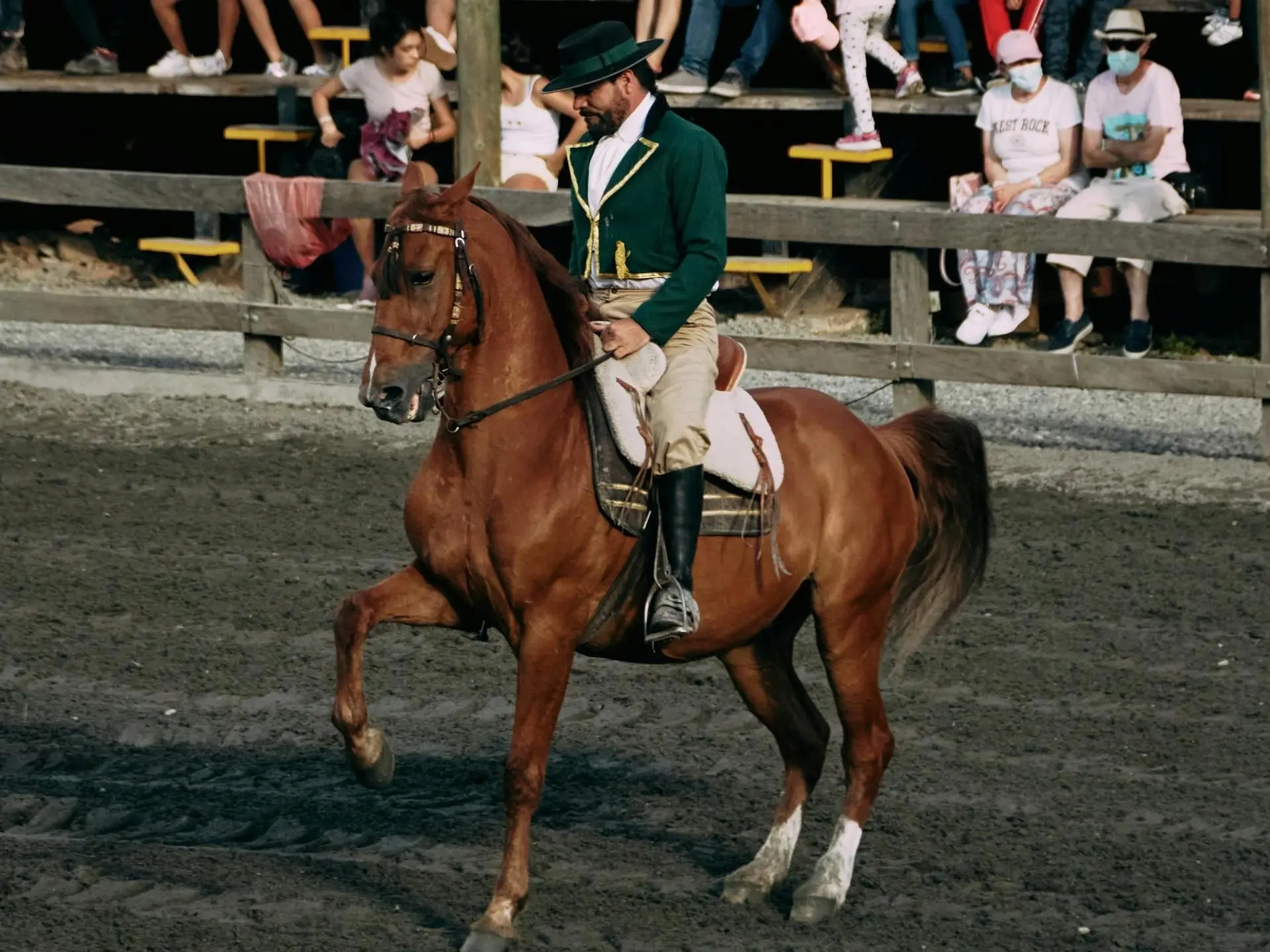 Trocha y Galope Horse - Horse Breeds