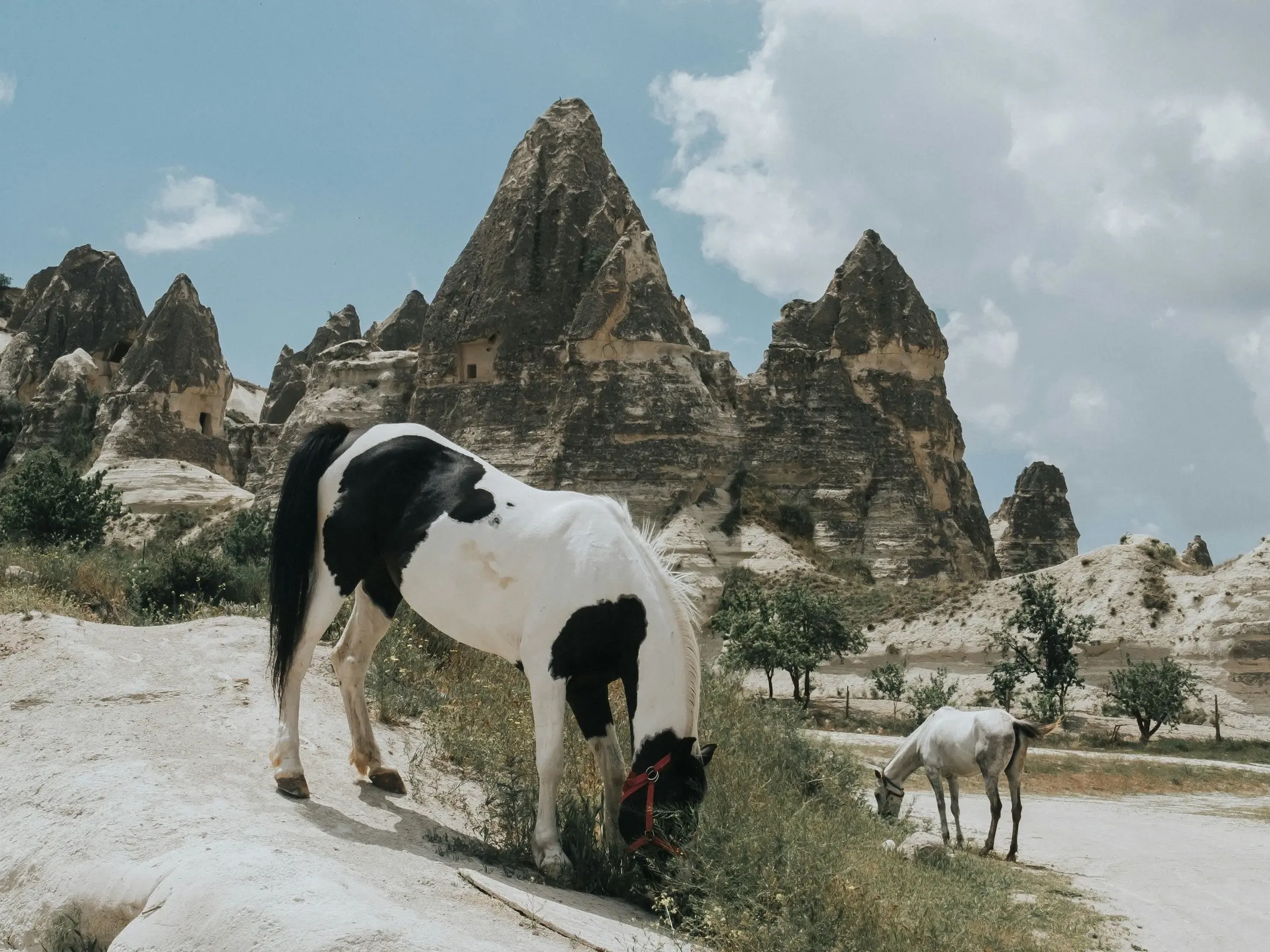 Turkish Alaca Horse - Horse Breeds